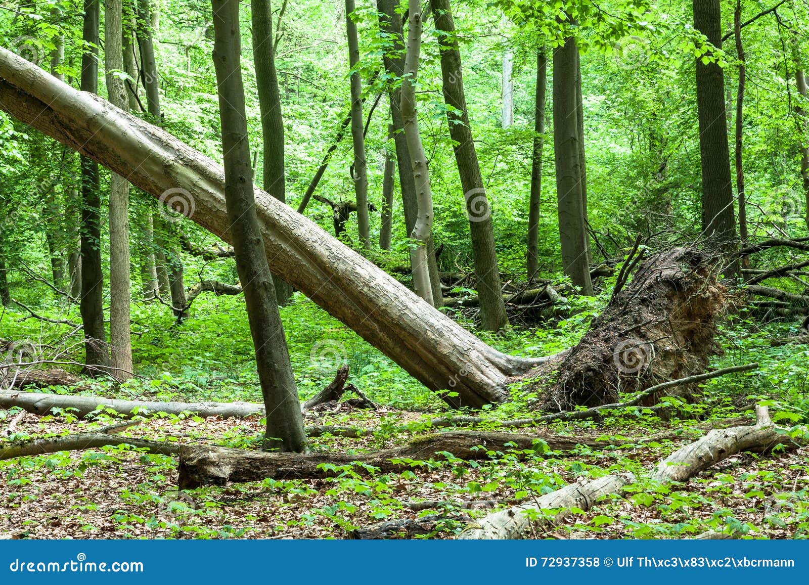Uprooted Tree in a Forest stock photo. Image of trunk - 72937358