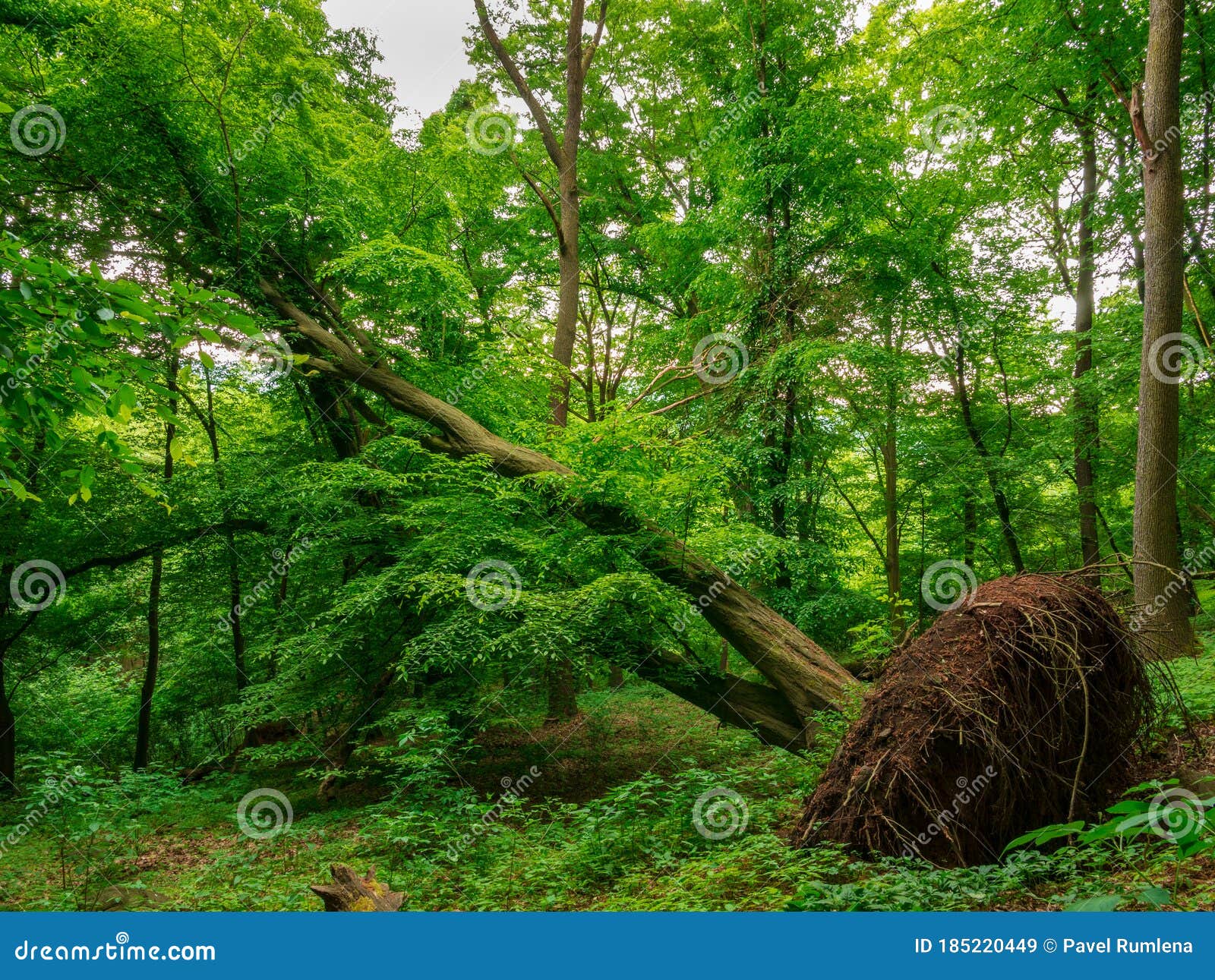 Uprooted Tree in the Forest after Storm Stock Image - Image of footpath ...