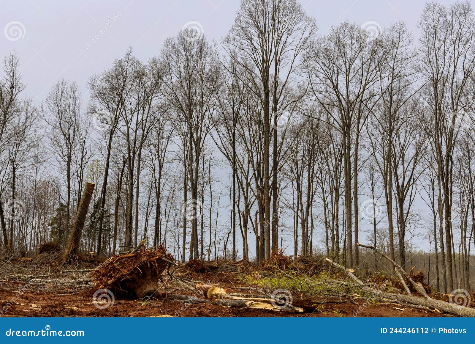 Uprooted Tree from the Ground on the Stumps Tree Removal Stock Photo ...