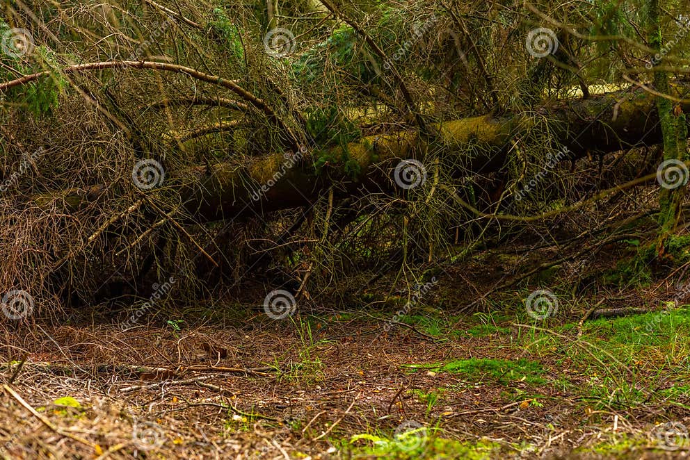 Uprooted Tree that Has Fallen in a Storm Blocking a Path Stock Image ...