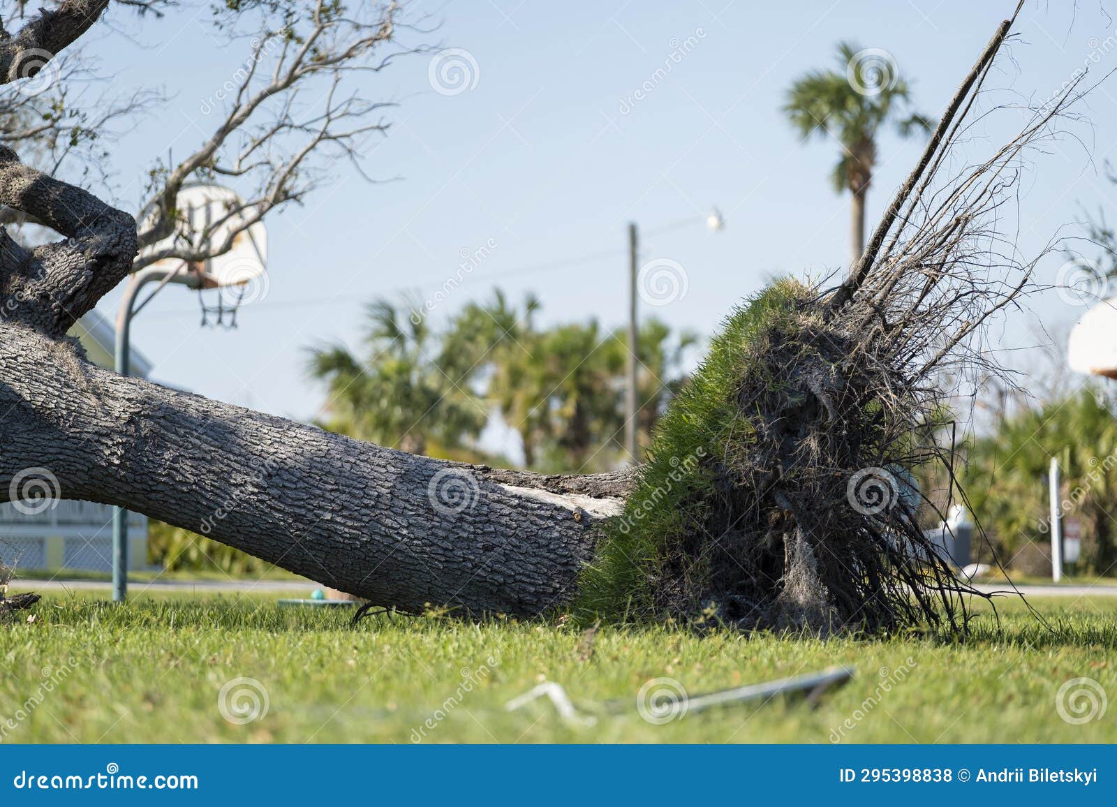 Uprooted Tree after Hurricane on Florida Home Front Yard. Aftermath of ...