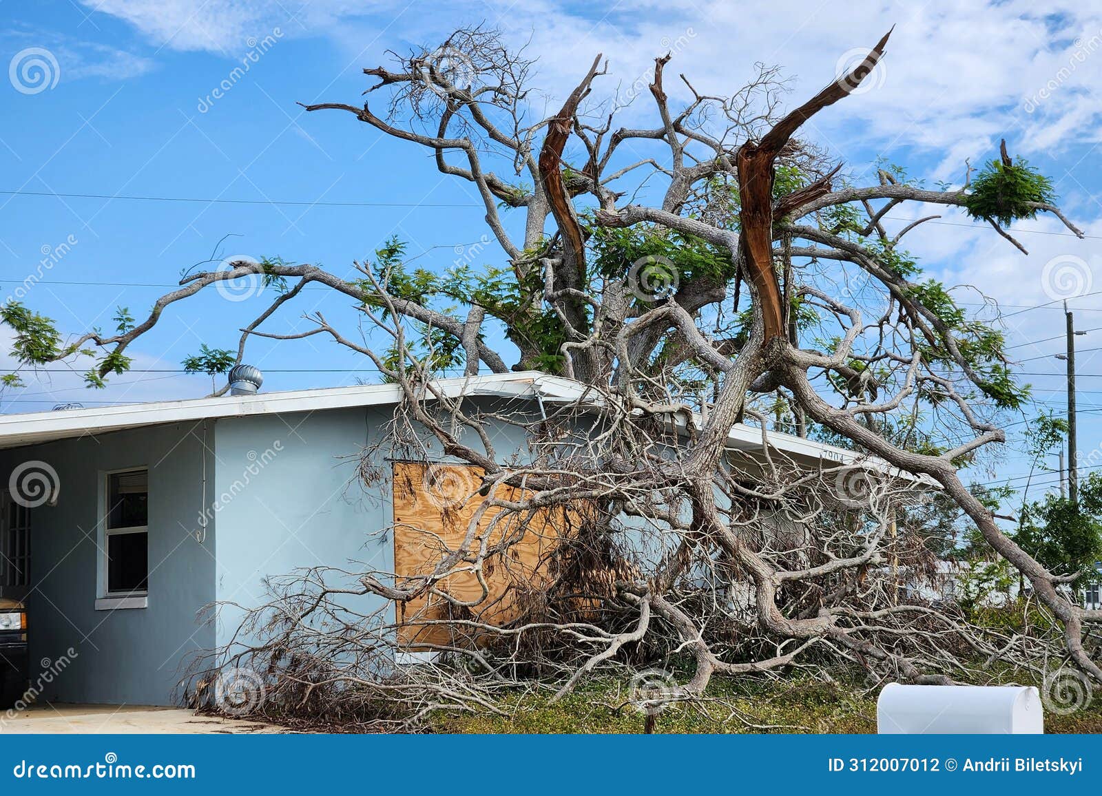 Uprooted Tree after Hurricane on Florida Home Front Yard. Aftermath of ...