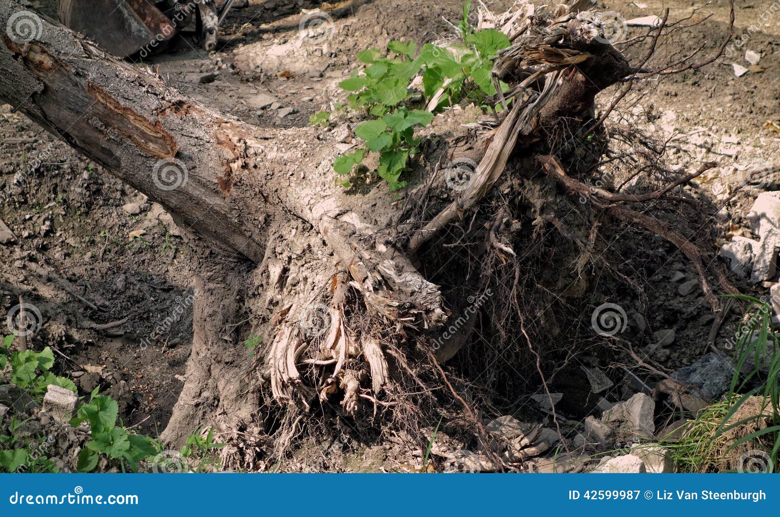 Uprooted Tree stock image. Image of uprooted, storm, tree - 42599987