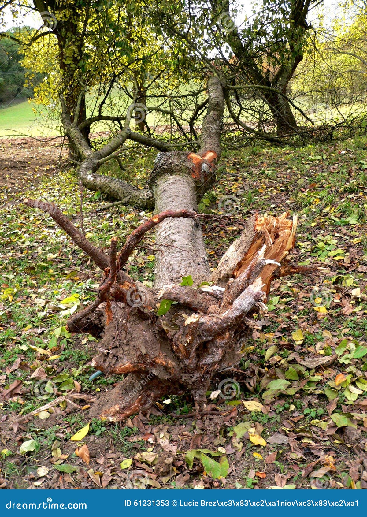 Uprooted tree stock image. Image of heath, plants, leaf - 61231353