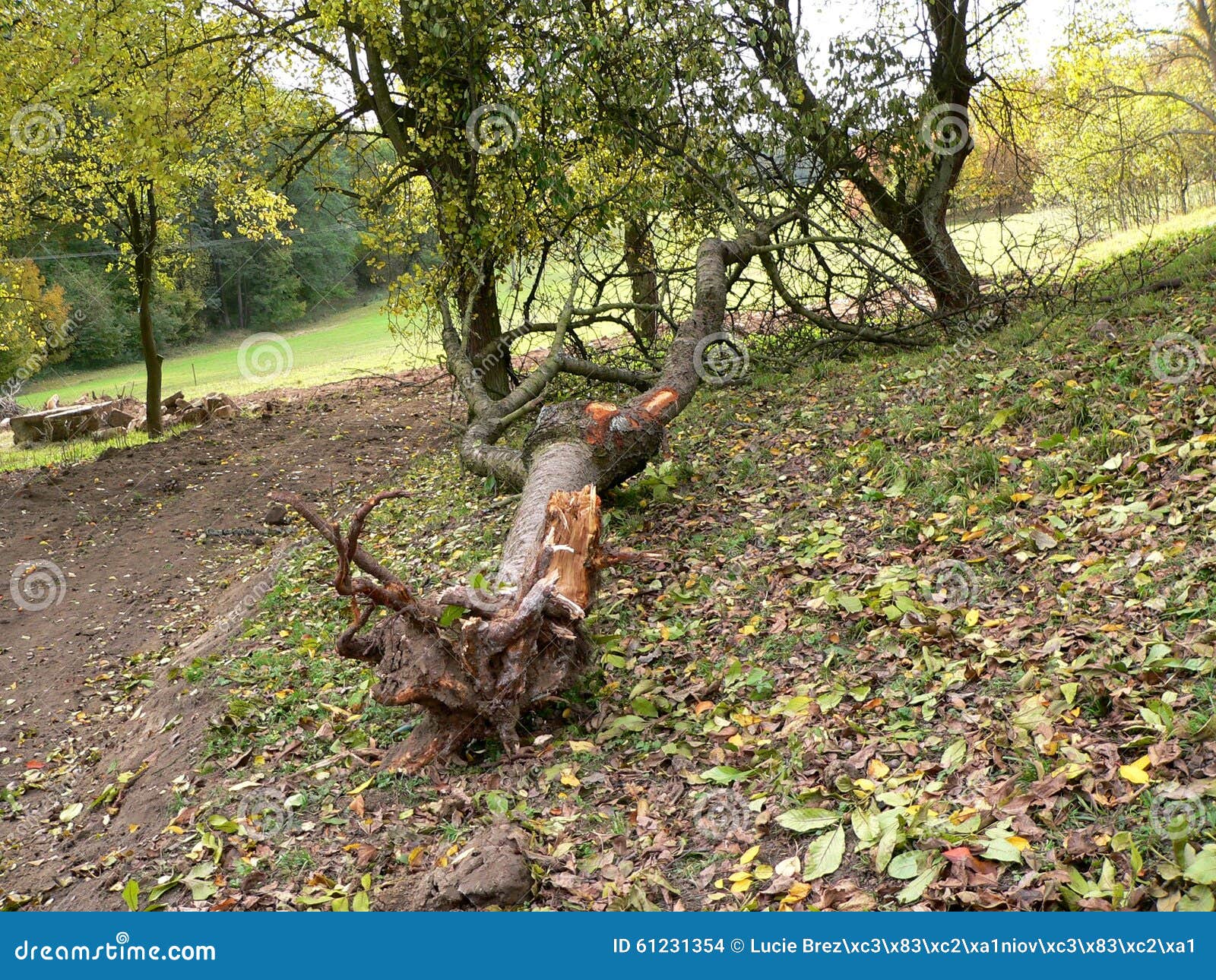 Uprooted tree stock photo. Image of green, broken, branch - 61231354