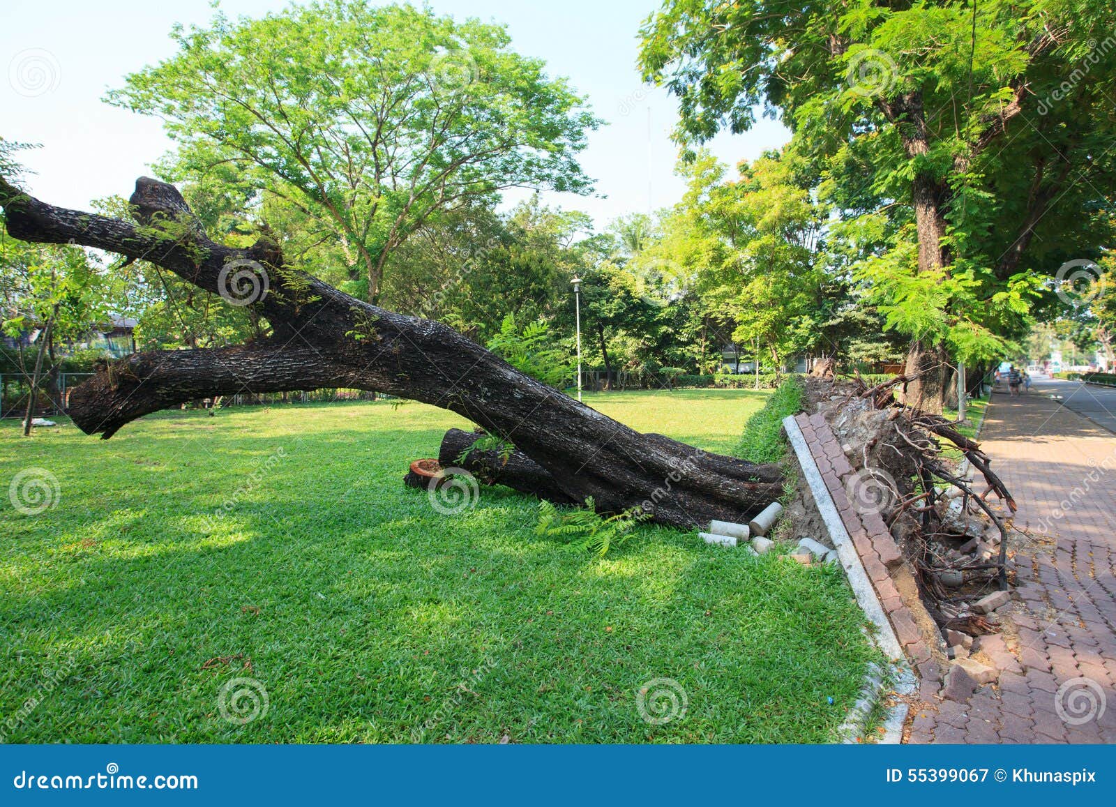 Uprooted tree in park stock image. Image of green, ground - 55399067