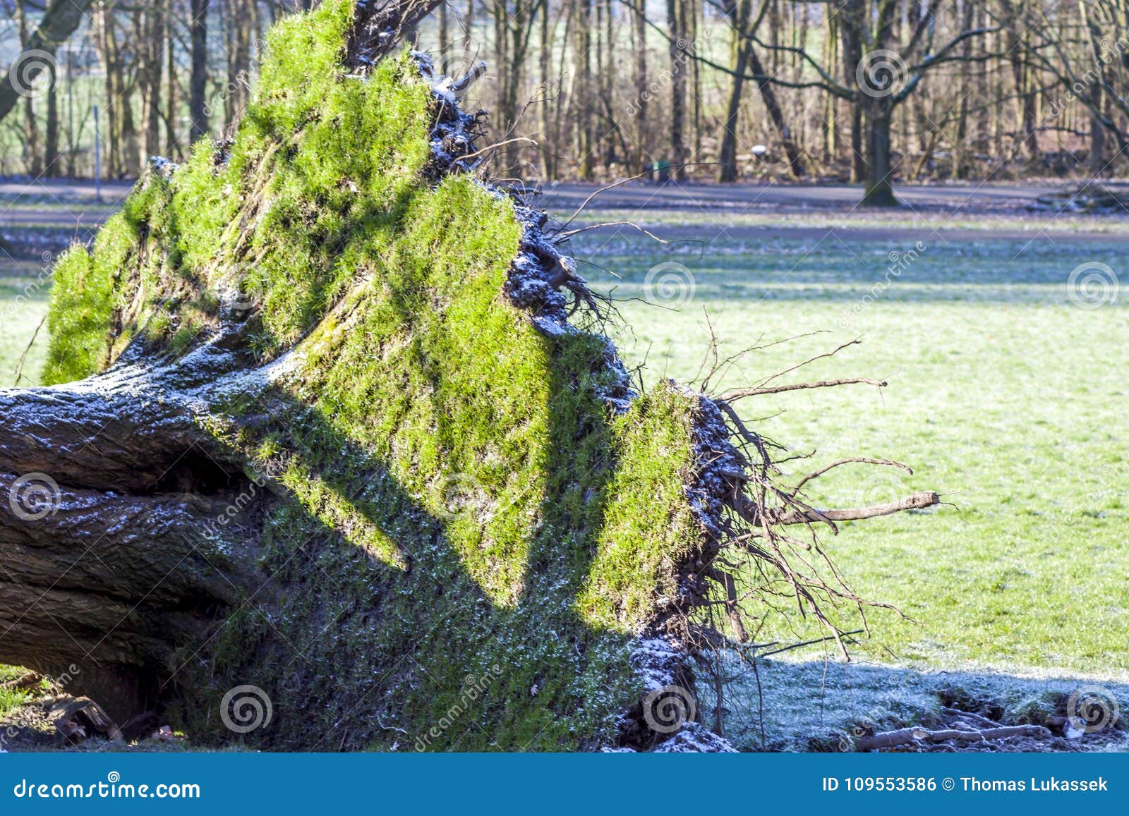 Uprooted Tree in a Park in Germany Stock Photo - Image of large, rotten ...