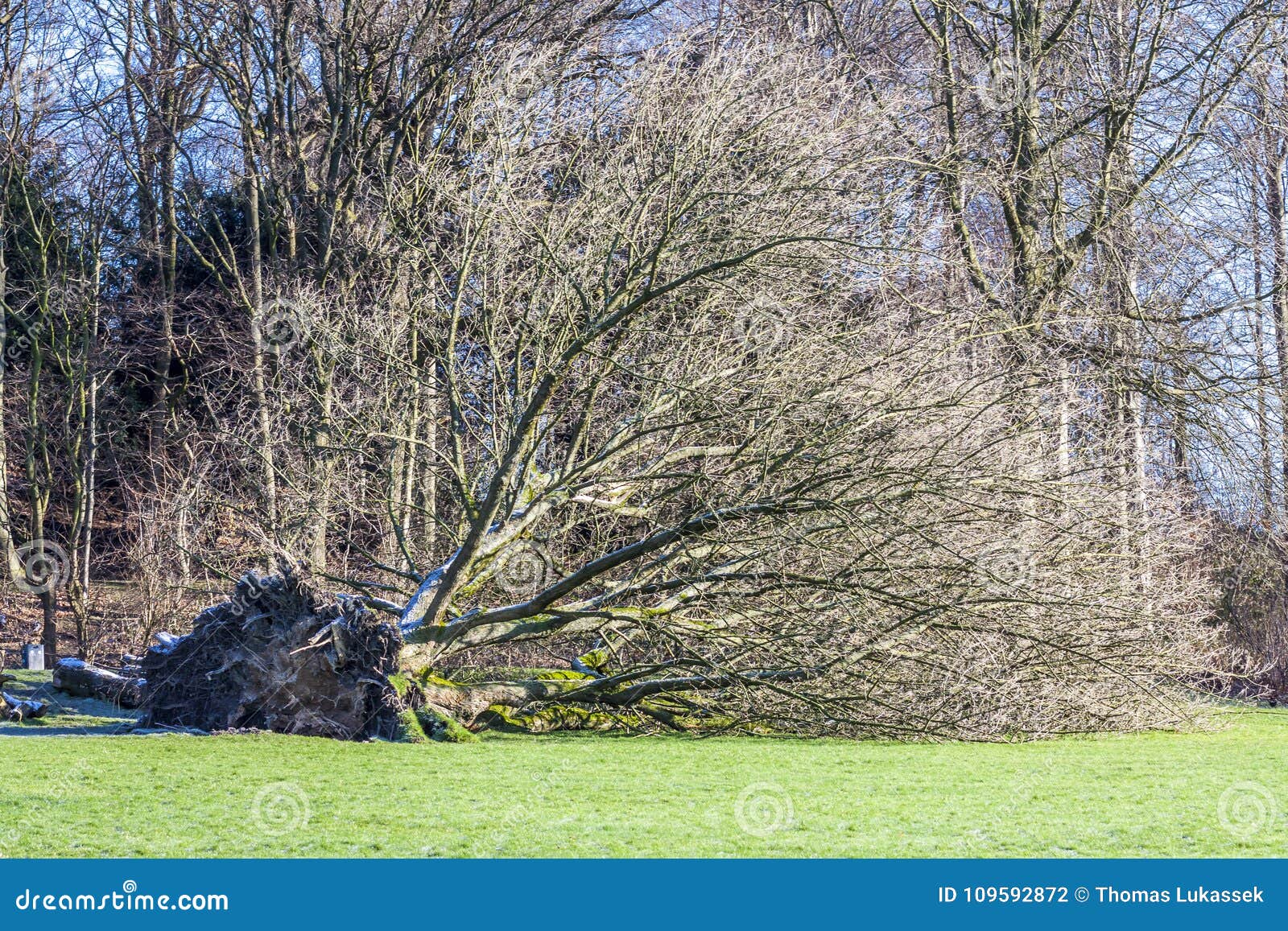 Uprooted Tree in a Park in Germany Stock Photo - Image of park, giant ...