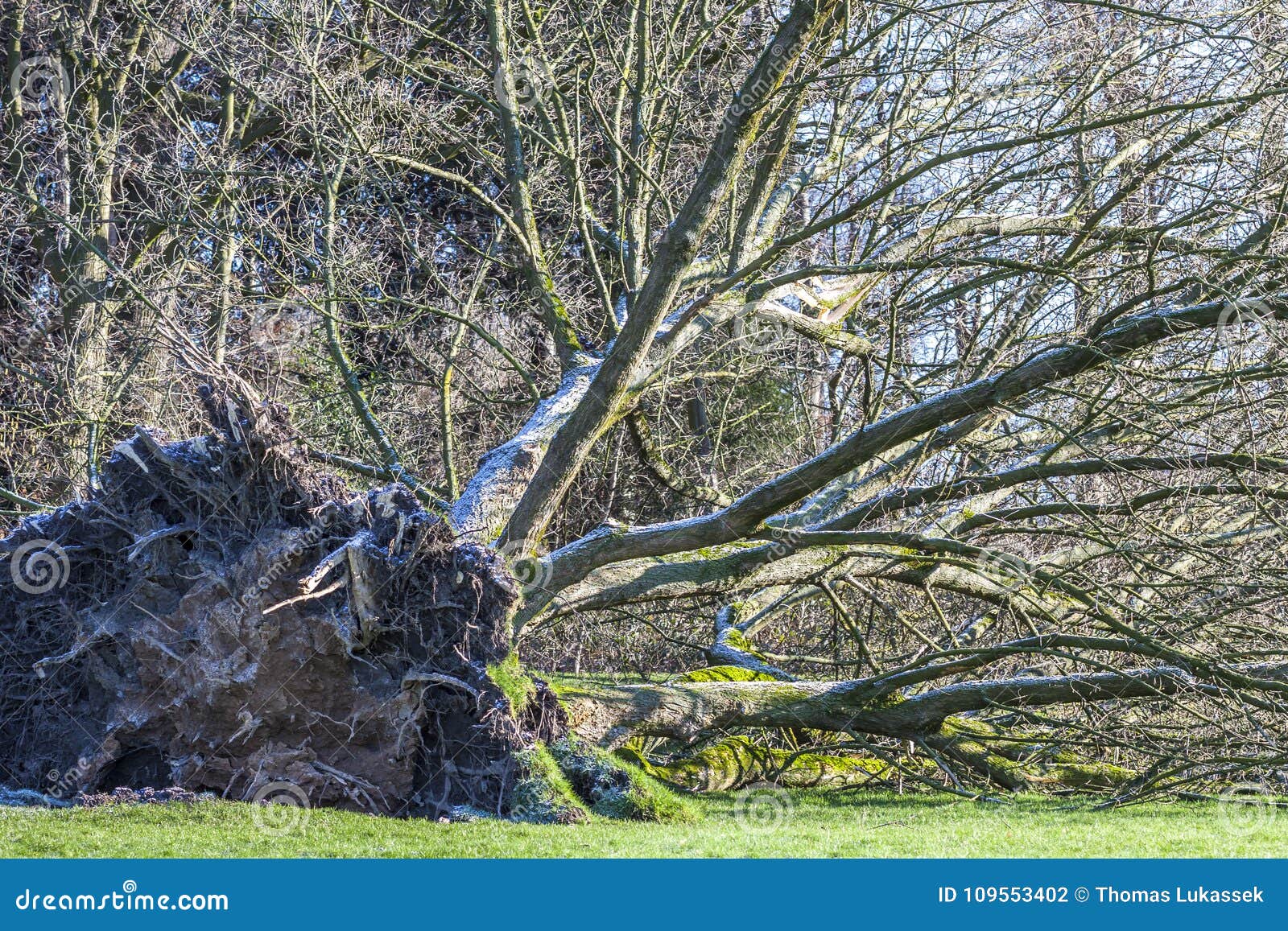 Uprooted Tree in a Park in Germany Stock Photo - Image of displace ...