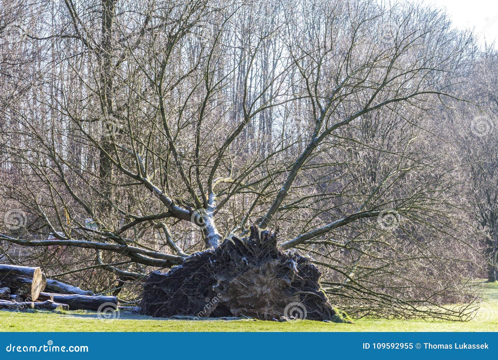 Uprooted Tree in a Park in Germany Stock Image - Image of bark, large ...