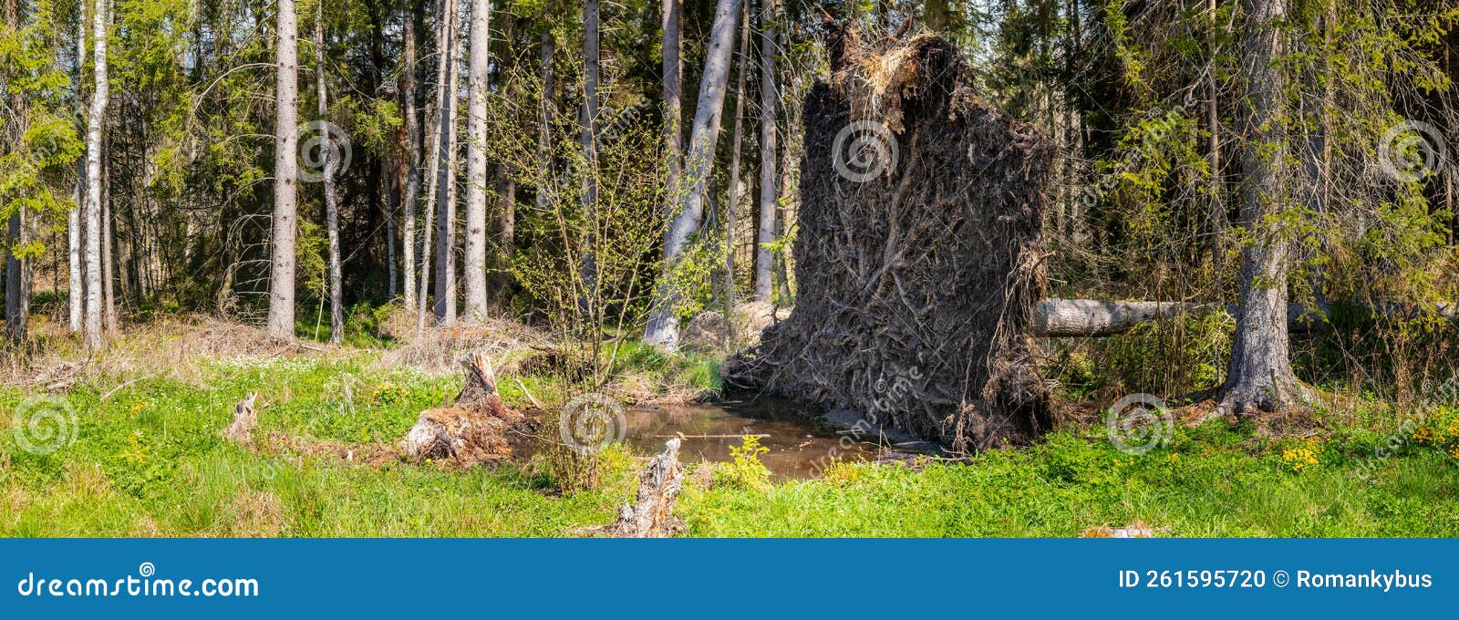 Uprooted Tree - the Roots of an Fallen Spruce Tree in a Forest Clearing ...