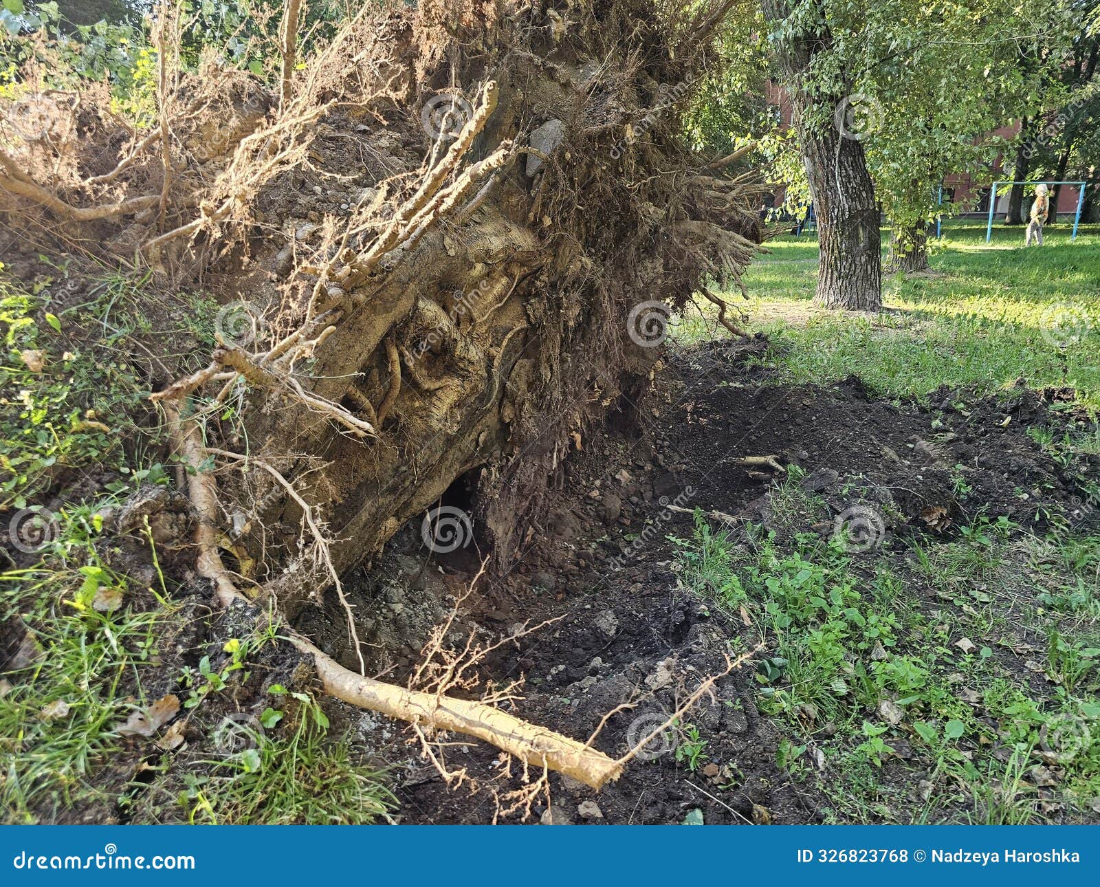 Uprooted Tree Roots and Hurricane in a City Park Stock Photo - Image of ...