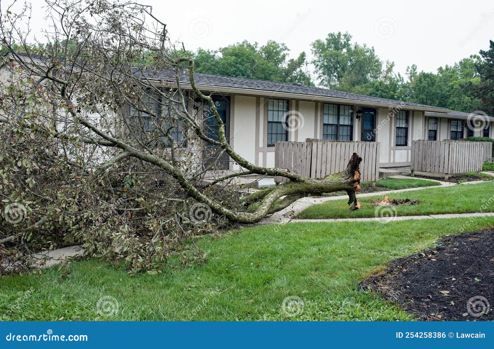 Uprooted Tree in Severe Storm Stock Photo - Image of houses, debris ...