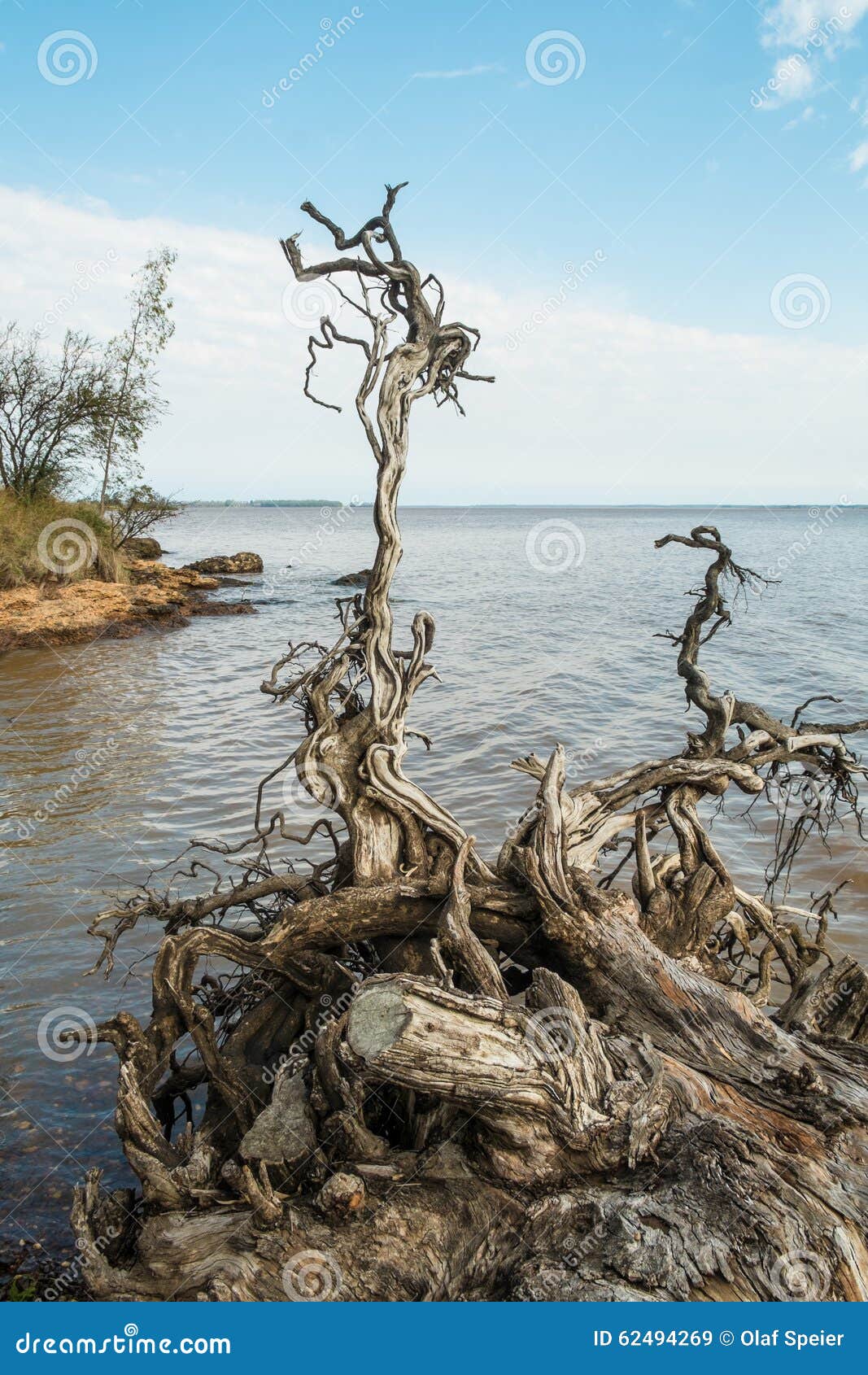 Uprooted tree stock image. Image of bank, trunk, vegetation - 62494269