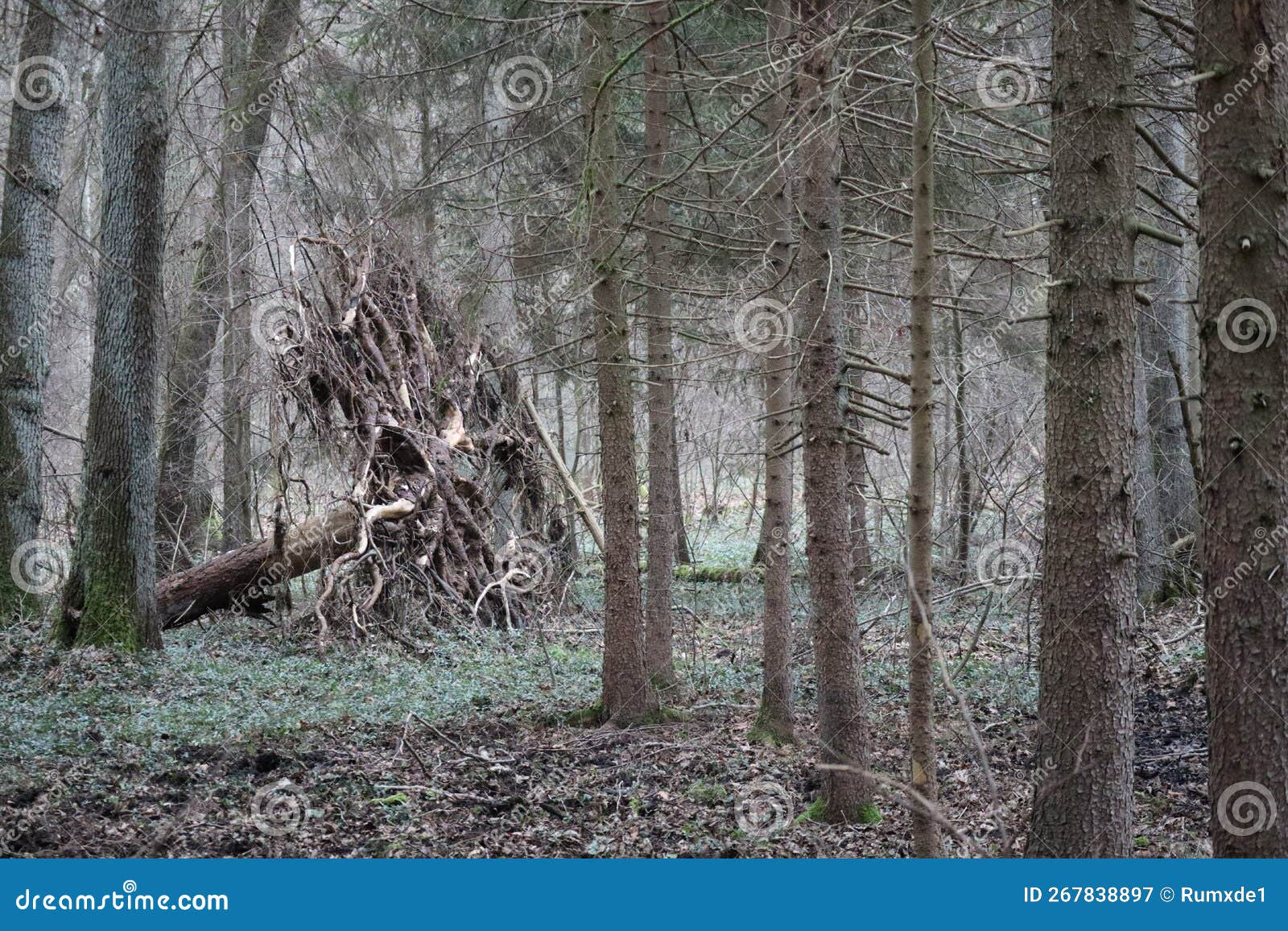 Deceptive Calm stock image. Image of damage, uprooted - 267838897