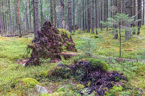 Uprooted Tree in a Spruce Forest Stock Photo - Image of trees, taiga ...