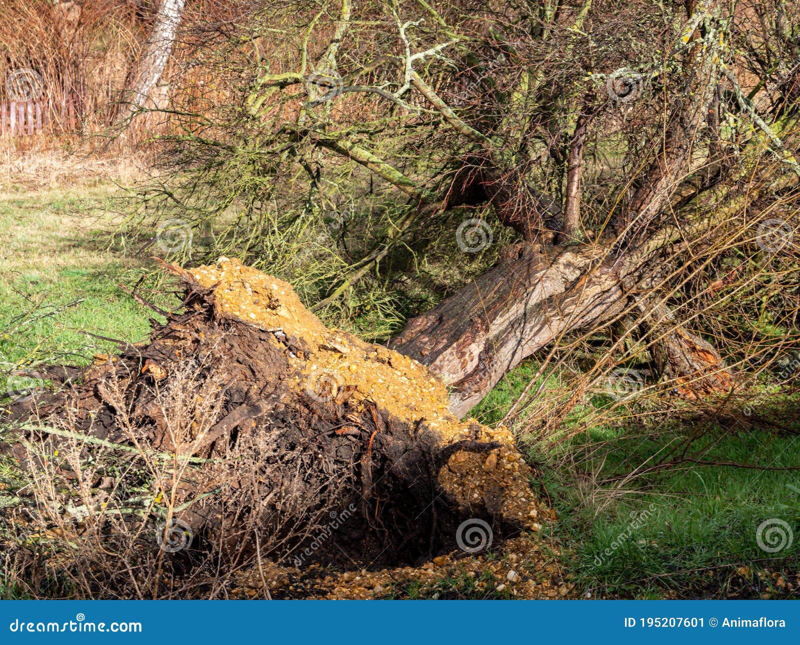 Uprooted Tree after Storm Damage Stock Image - Image of weather ...
