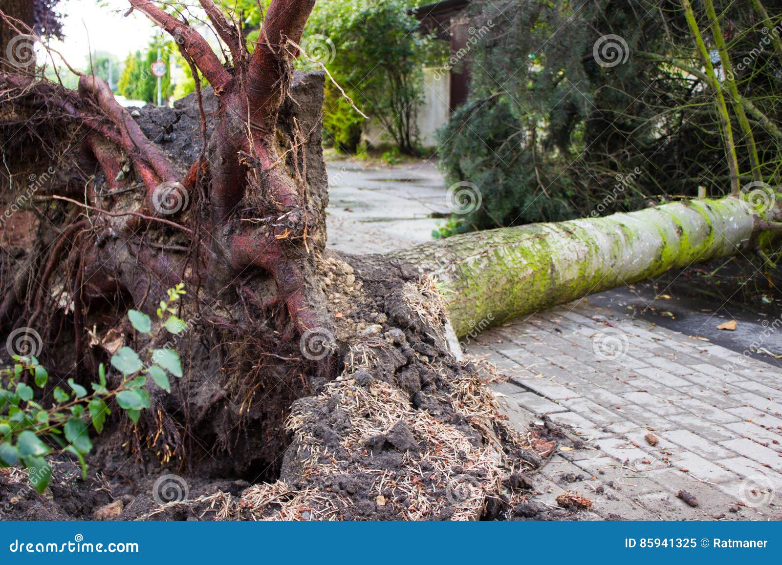 Uprooted tree after storm stock image. Image of trunk - 85941325