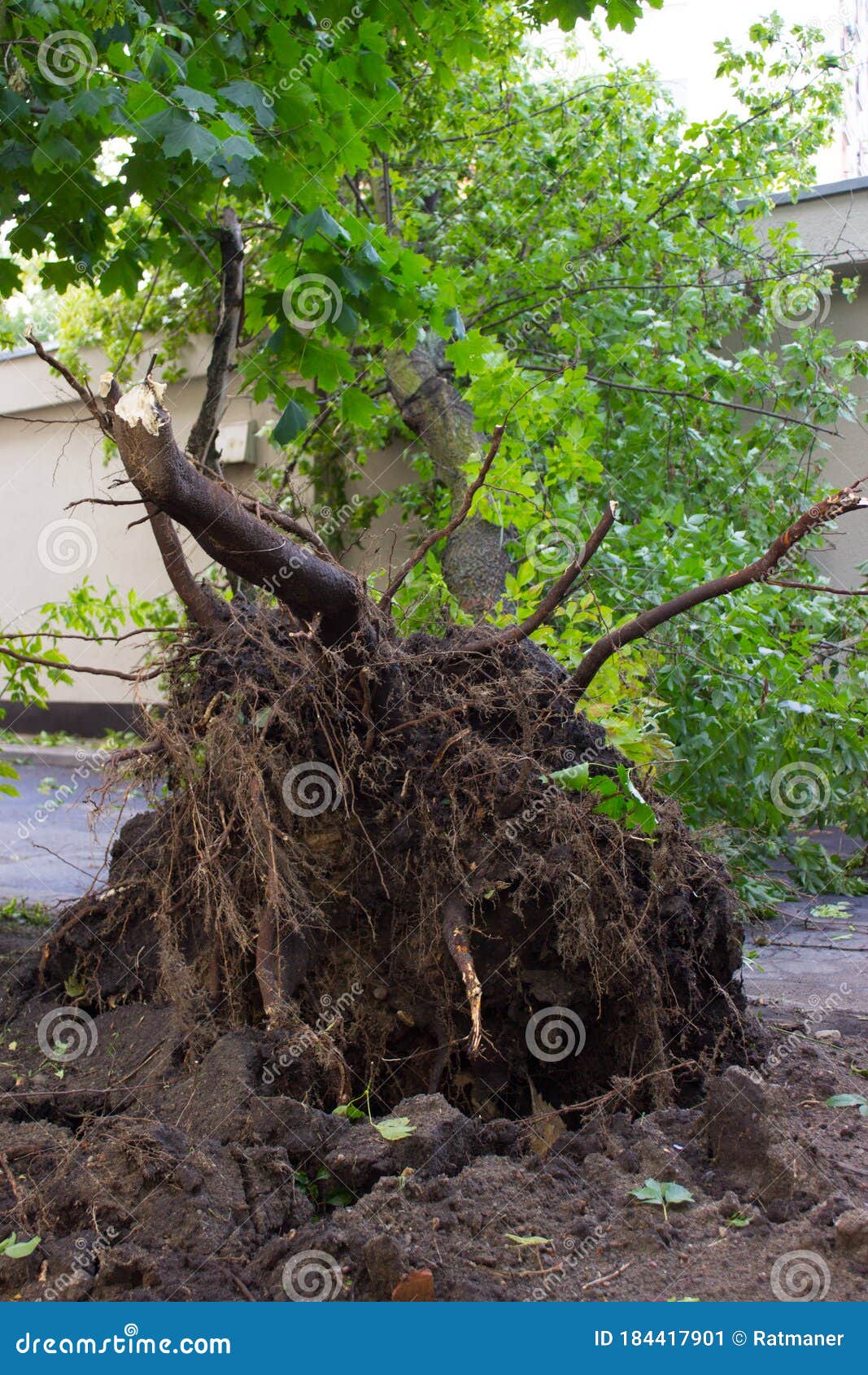 Uprooted Tree after Storm, Fallen Tree Damaged by Wind Stock Image ...