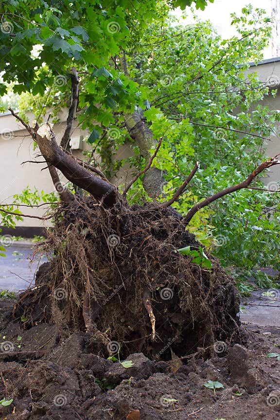 Uprooted Tree after Storm, Fallen Tree Damaged by Wind Stock Image ...