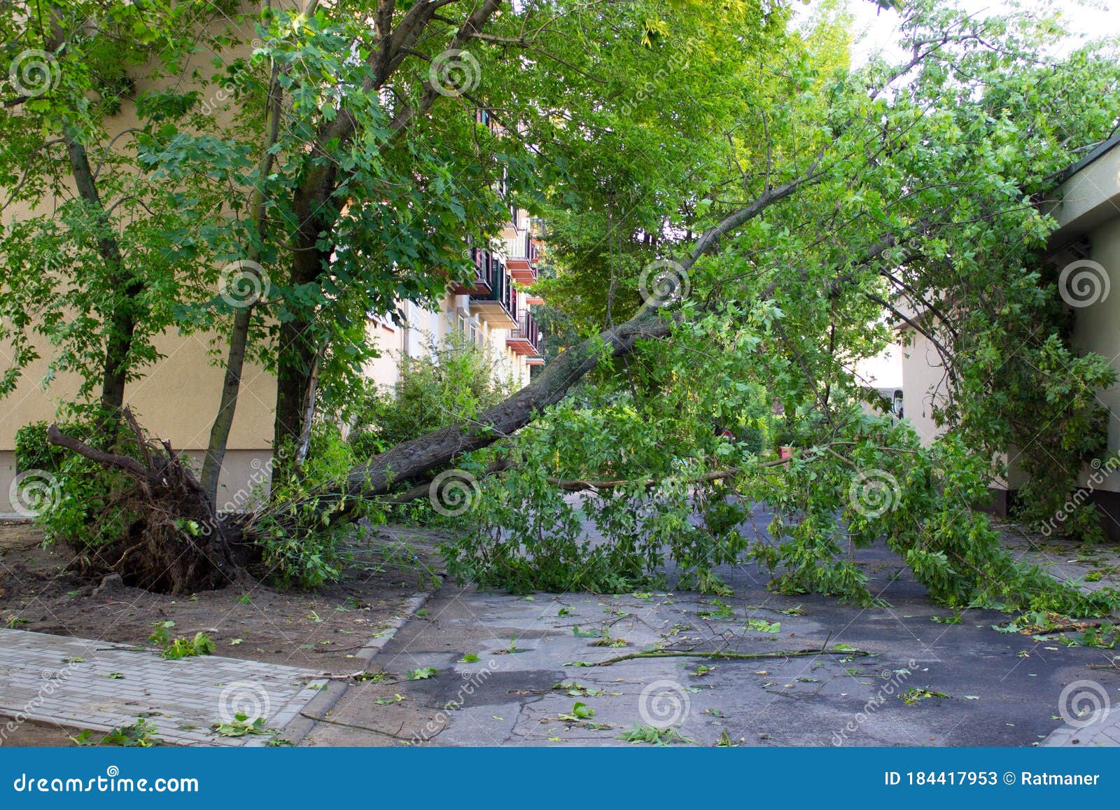 Uprooted Tree after Storm, Fallen Tree Damaged by Wind Stock Image ...