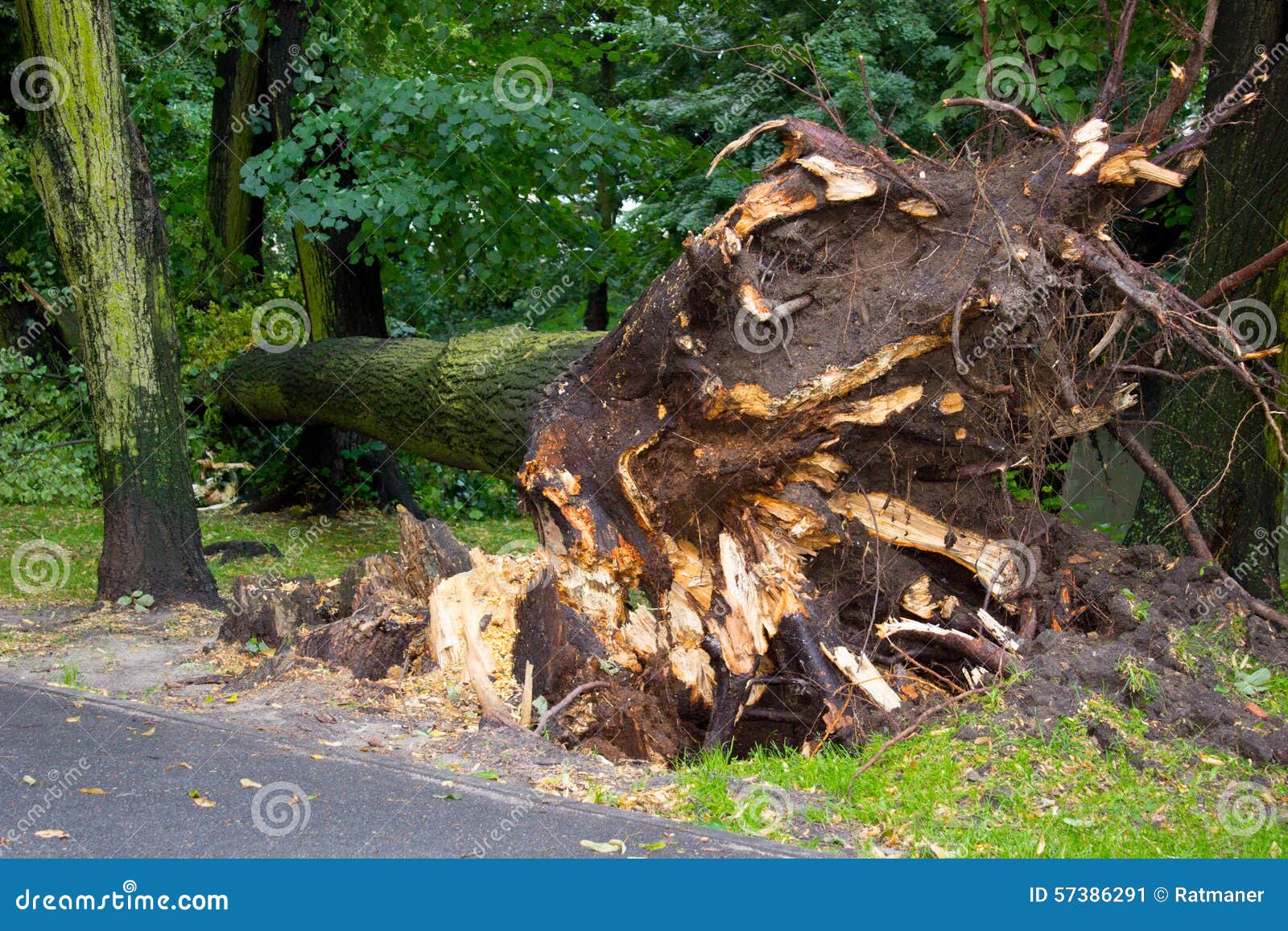 Uprooted Tree after Storm in Park Stock Image - Image of wood, trunk ...