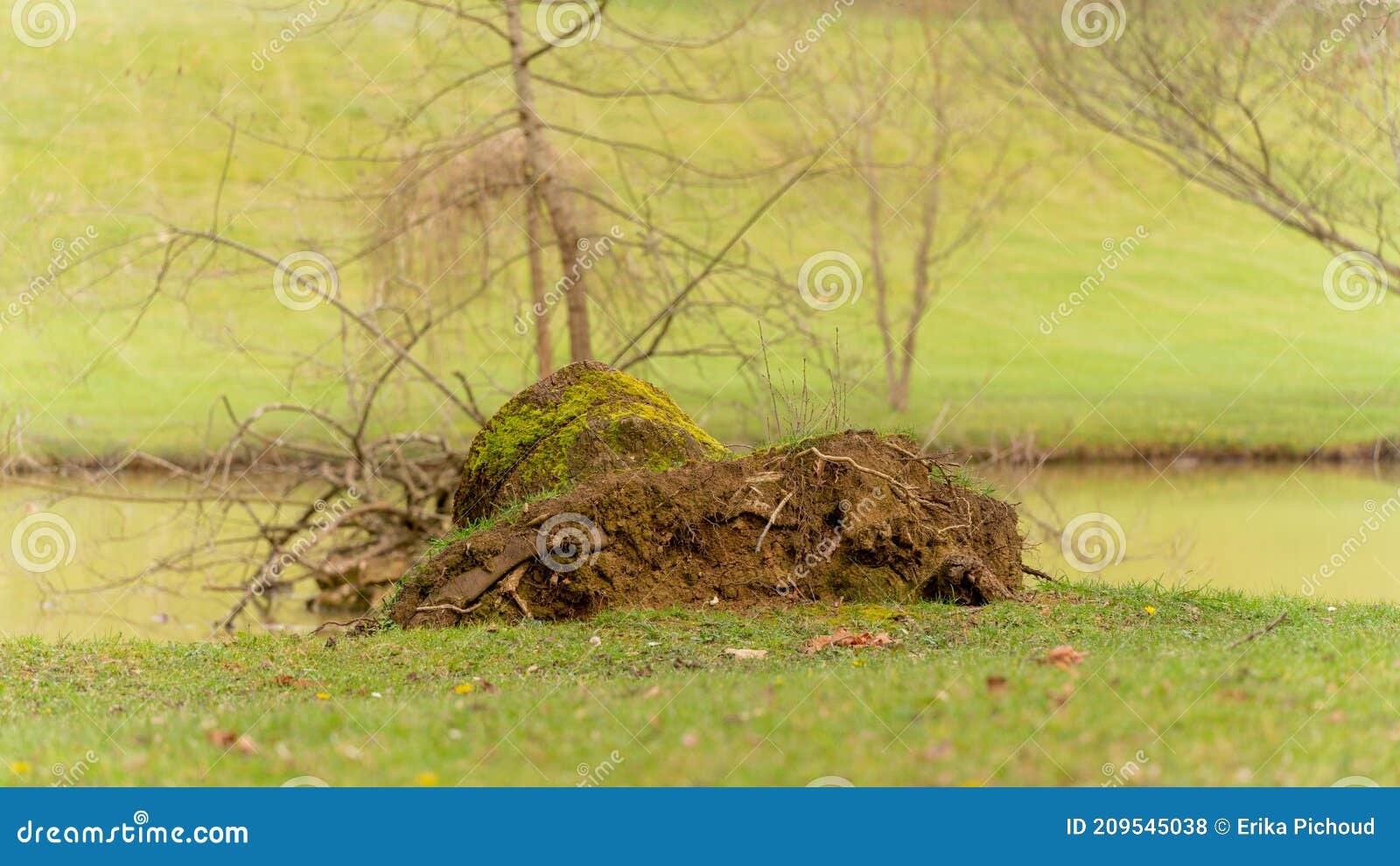 Uprooted Tree Stump by the Lake, Close Up Stock Photo - Image of earth ...
