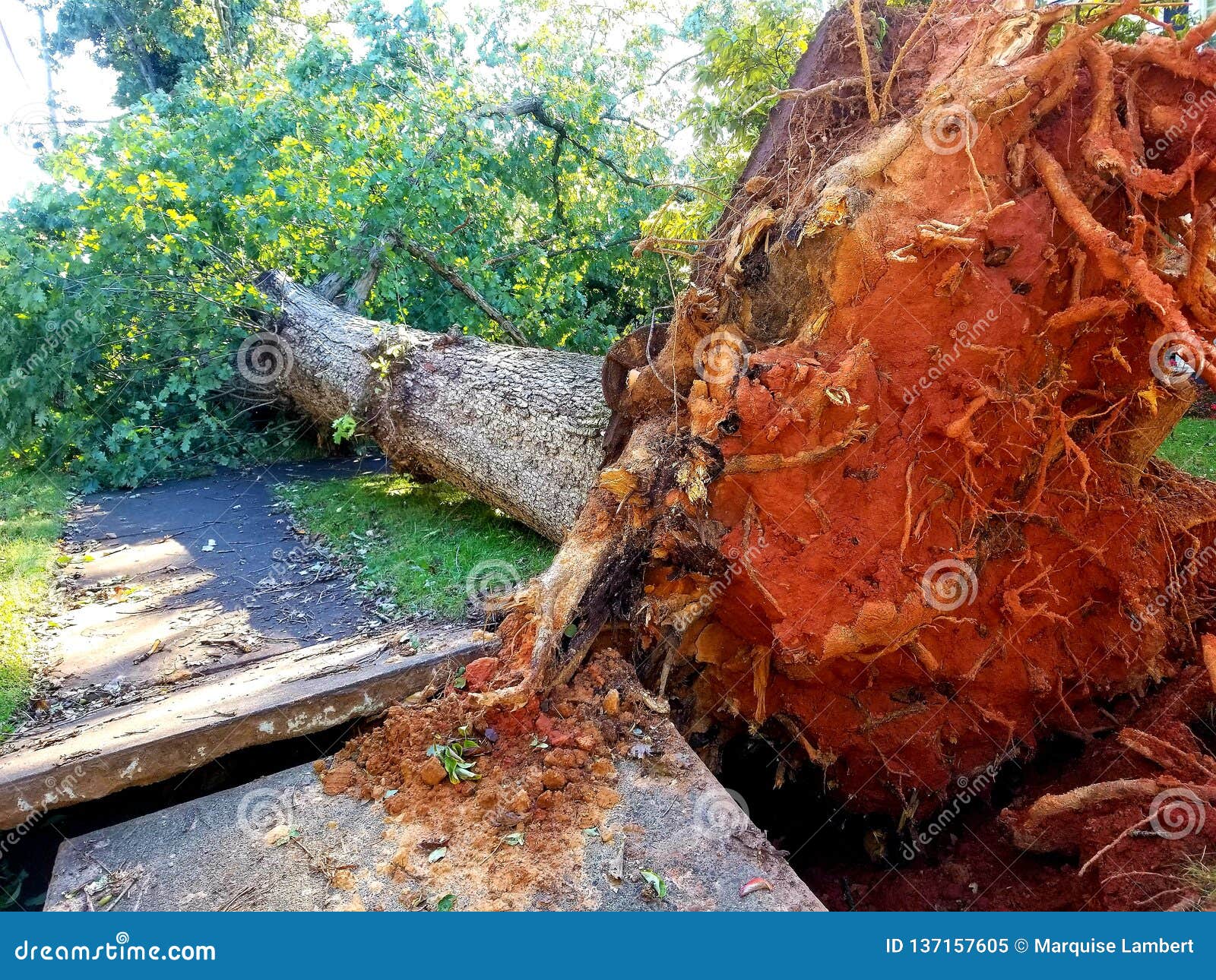 Uprooted Tree stock image. Image of crew, captured, storm - 137157605