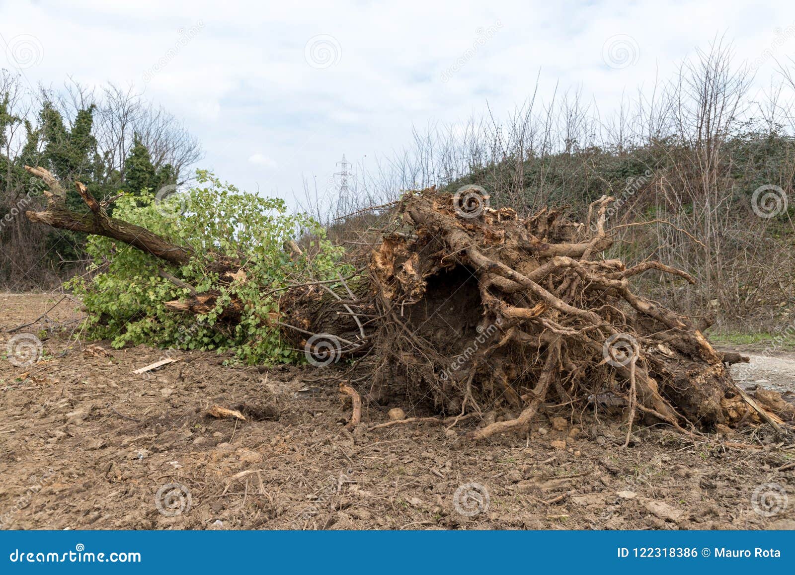 Uprooted tree stock photo. Image of forest, rotten, disaster - 122318386
