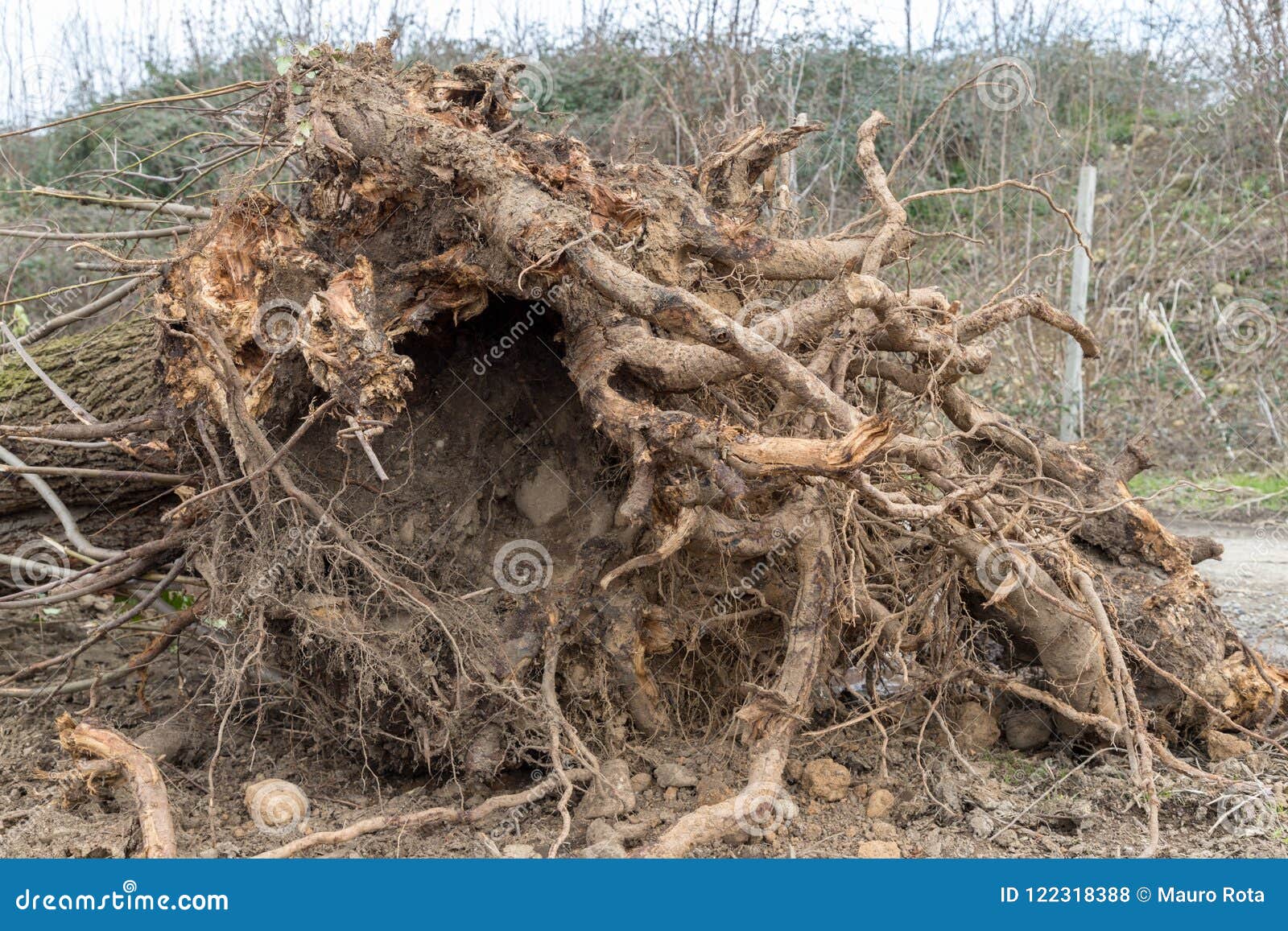 Uprooted tree stock photo. Image of fall, roots, natural - 122318388