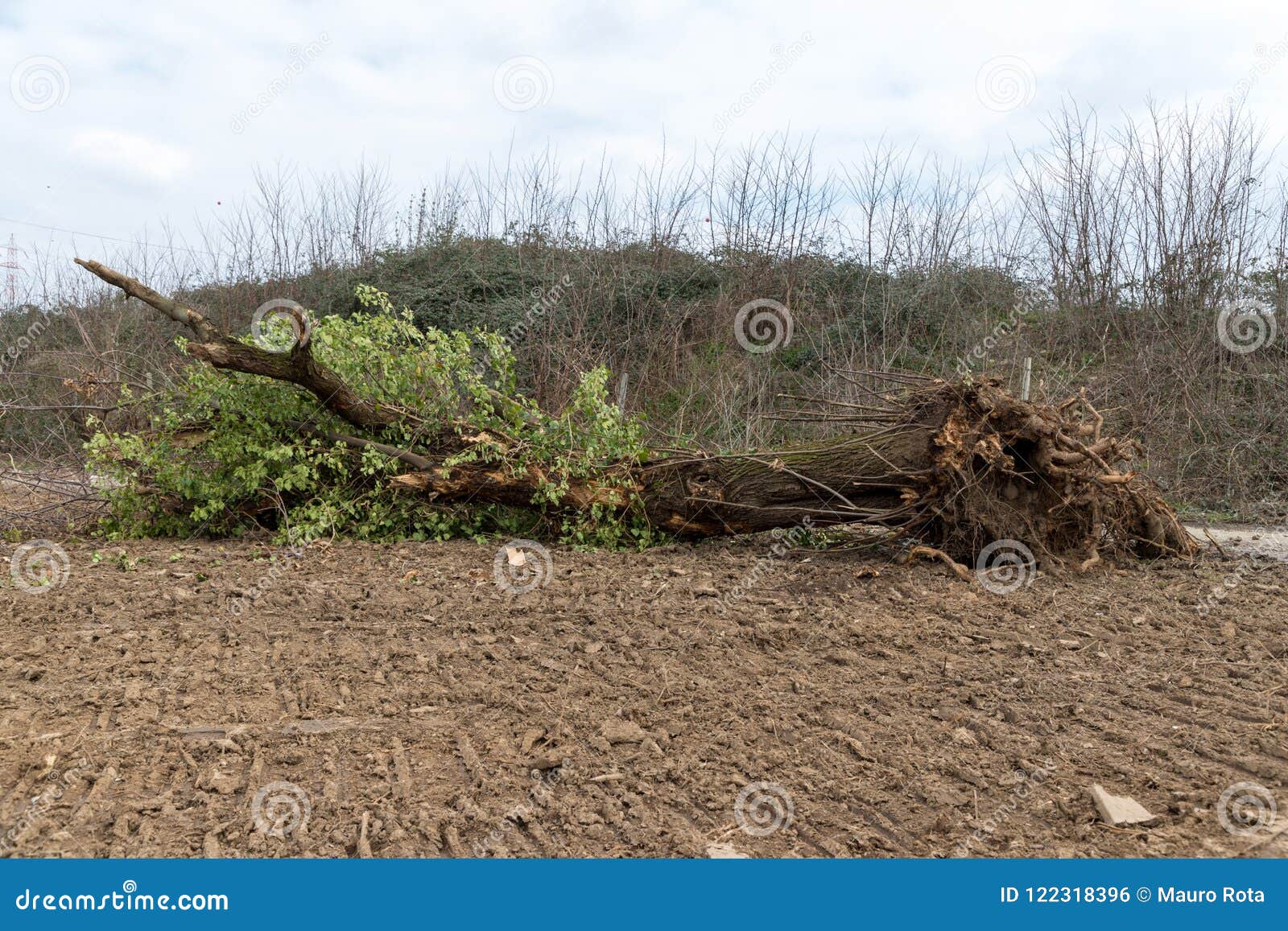 Uprooted tree stock photo. Image of roots, outdoor, broken - 122318396