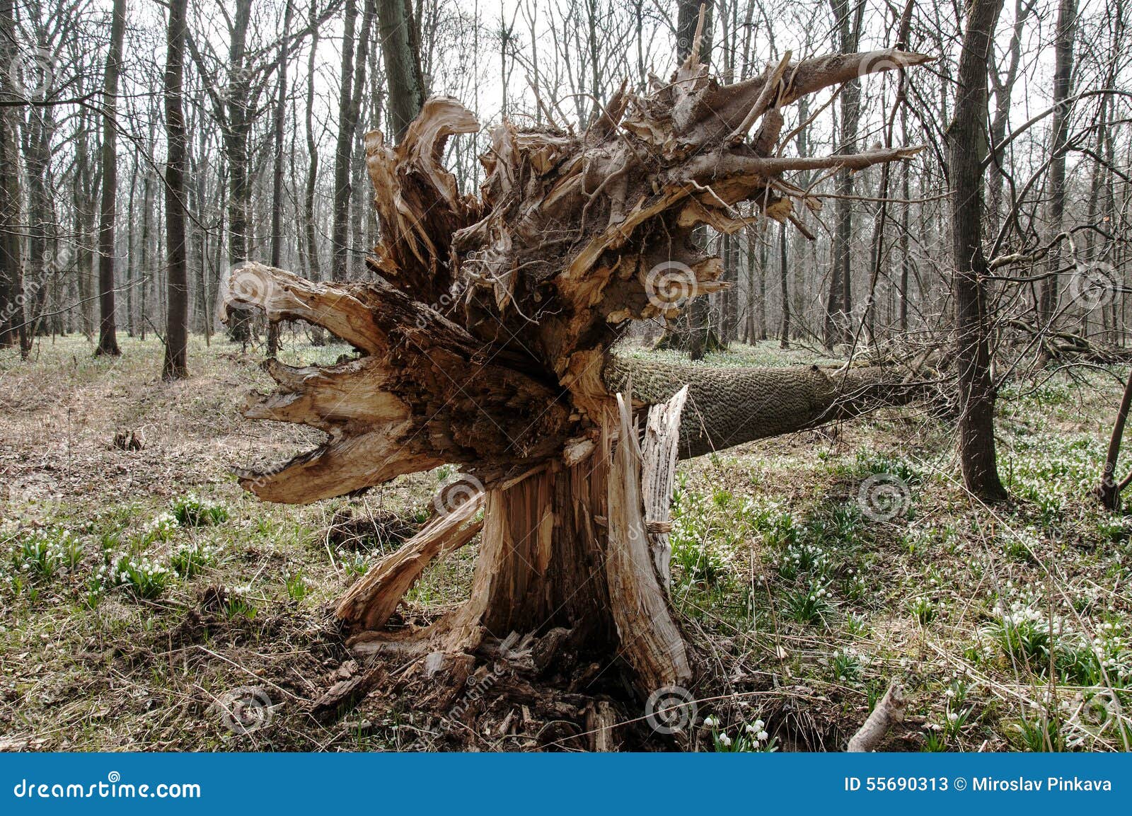 Uprooted tree stock image. Image of fallen, trunk, snowflake - 55690313