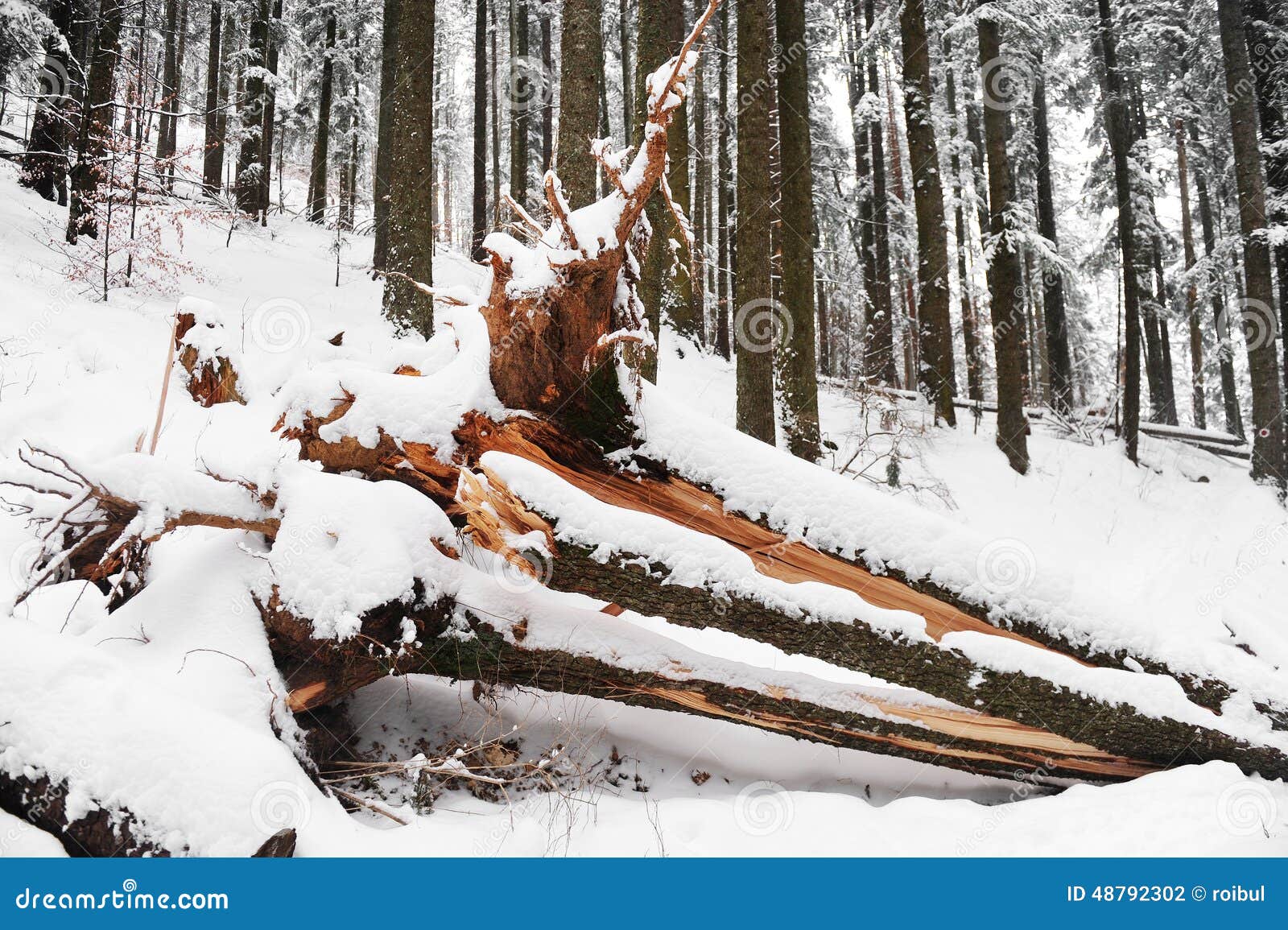 Uprooted tree in winter stock photo. Image of uprooted - 48792302