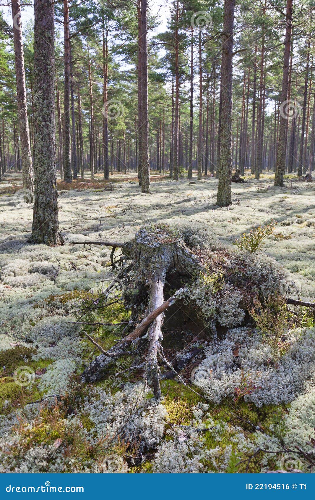 Uprooted trees stock photo. Image of forest, stellaris - 22194516