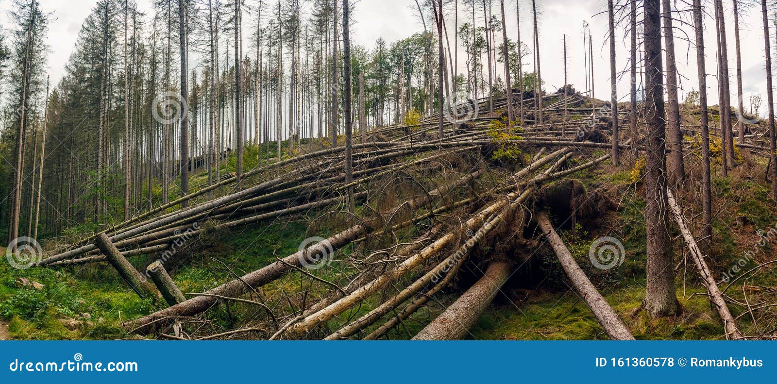 Uprooted Trees - Broken and Fallen Trees Spruces in the Forest Stock ...