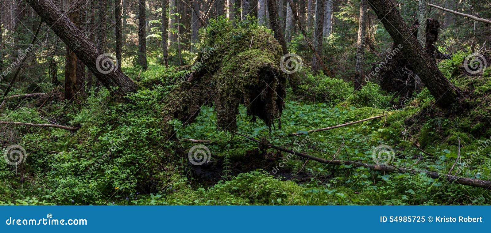 Uprooted trees. stock image. Image of huge, crown, extreme - 54985725
