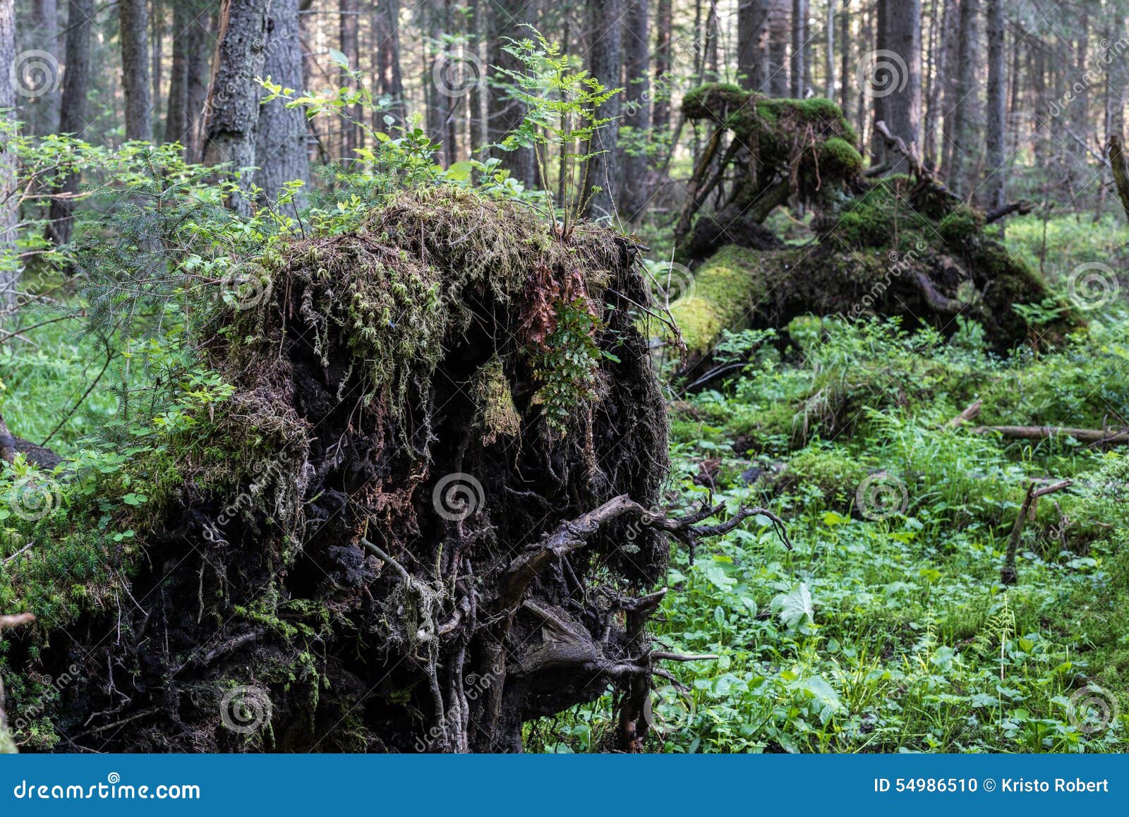 Uprooted trees. stock photo. Image of panorama, enormous - 54986510