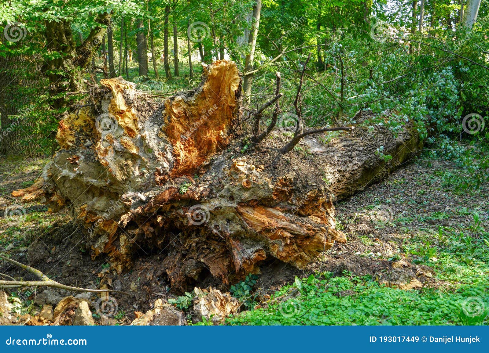 Uprooted Trees. Fallen Tree in the Forest. Forest Landscape. the Roots ...