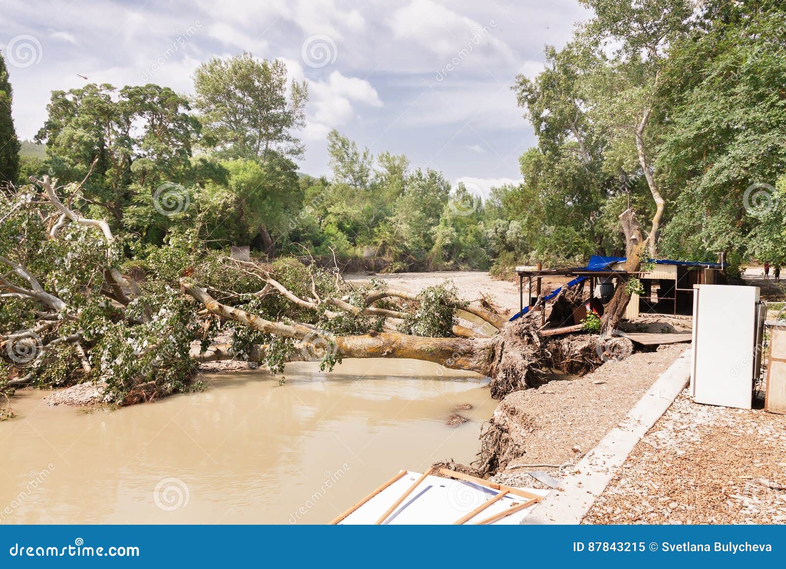 Uprooted Trees after the Flood. Stock Image - Image of people, tree ...