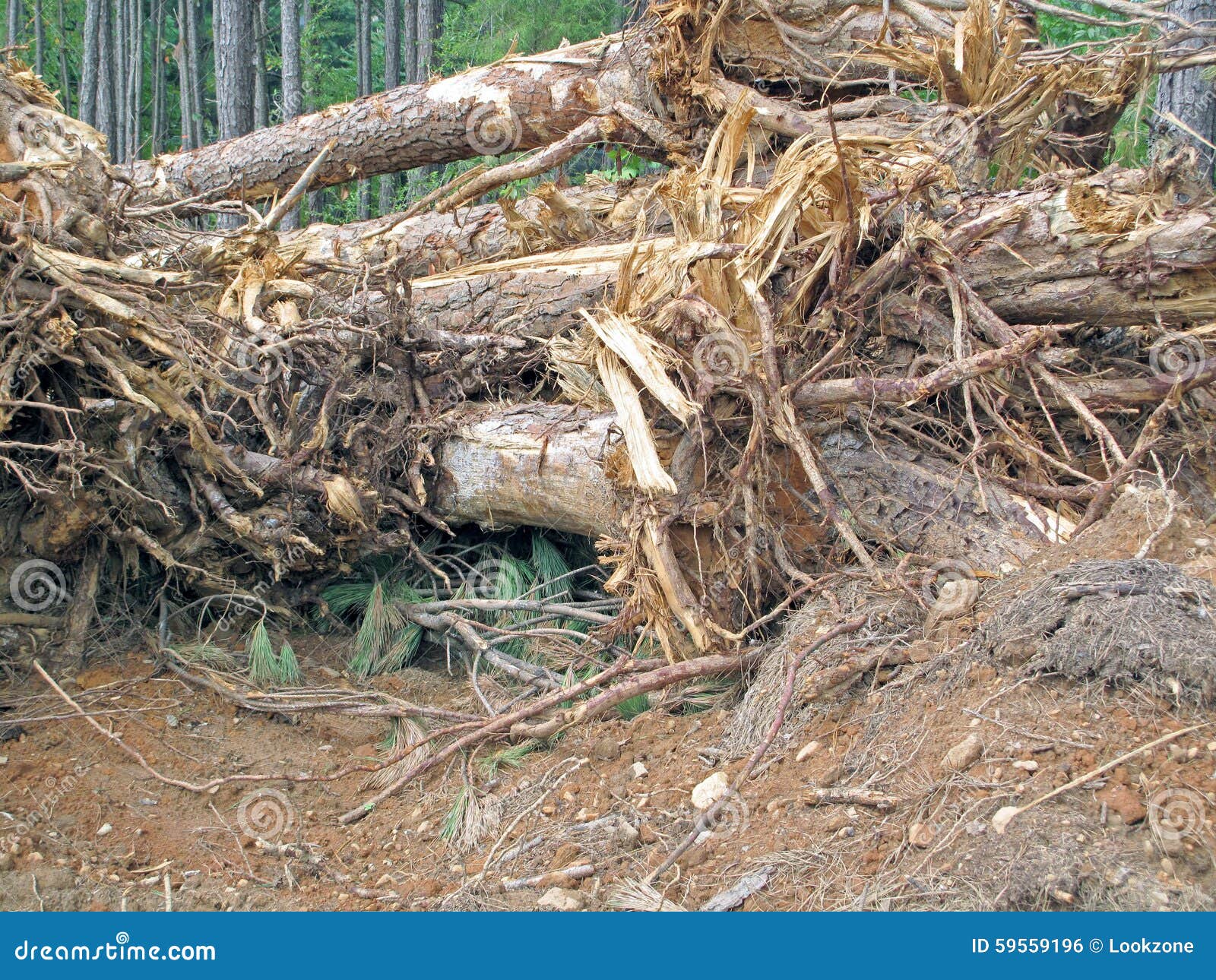 Uprooted Trees Lying In Water. Soil Erosion Stock Photo | CartoonDealer ...