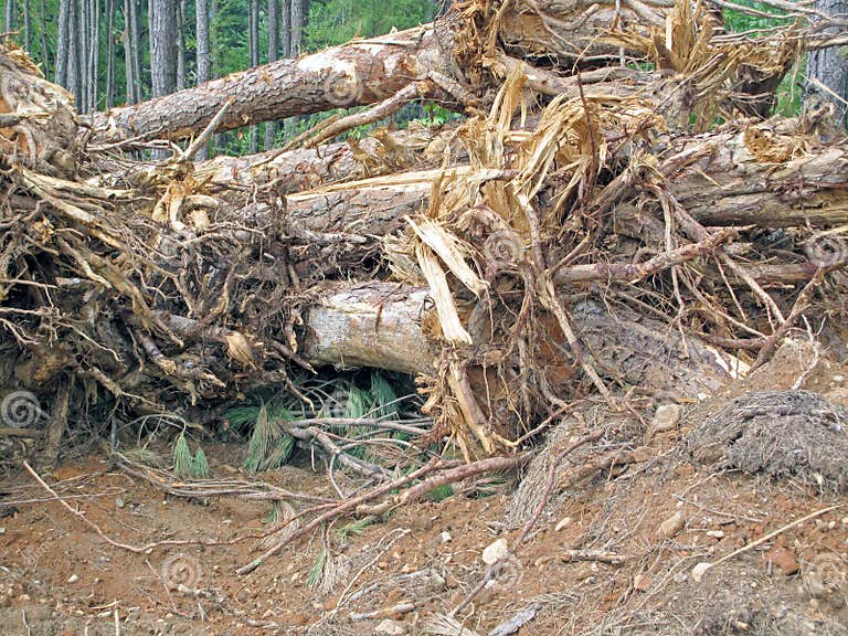 Uprooted Trees stock photo. Image of firewood, bark, fallen - 59559196