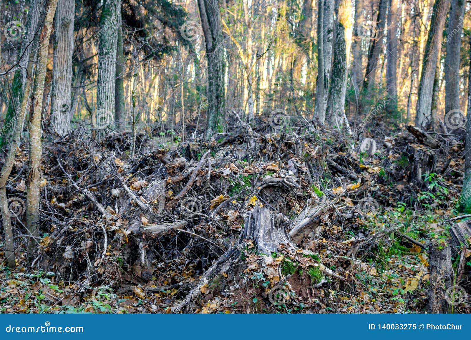 Uprooted Trees Stacked in the Woods Stock Image - Image of woods, dense ...