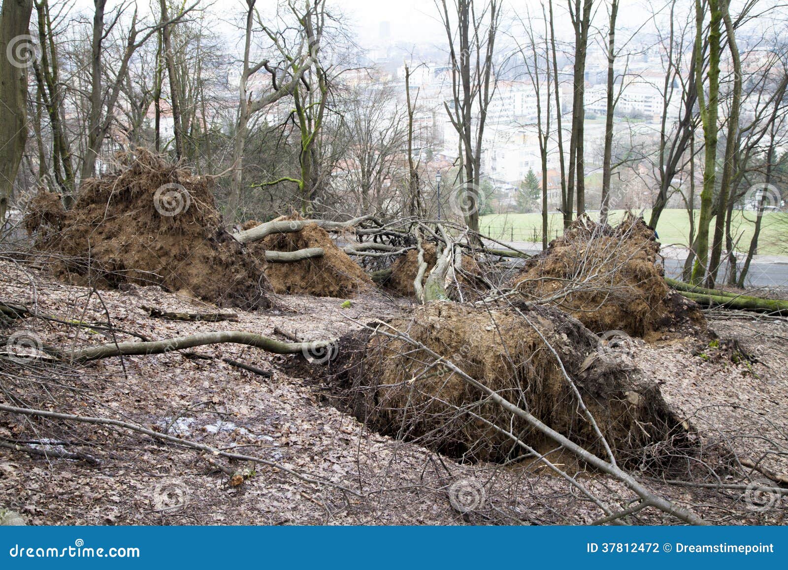 Uprooted trees after storm stock photo. Image of trees - 37812472
