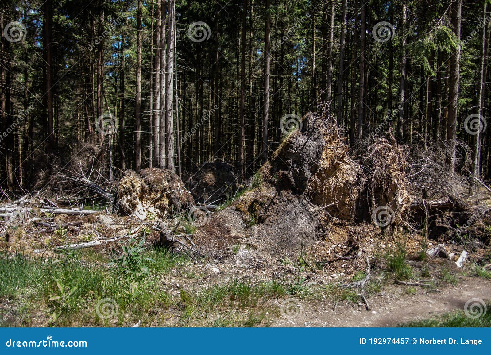 Uprooted Trees after Storm Damage Stock Image - Image of coniferous ...