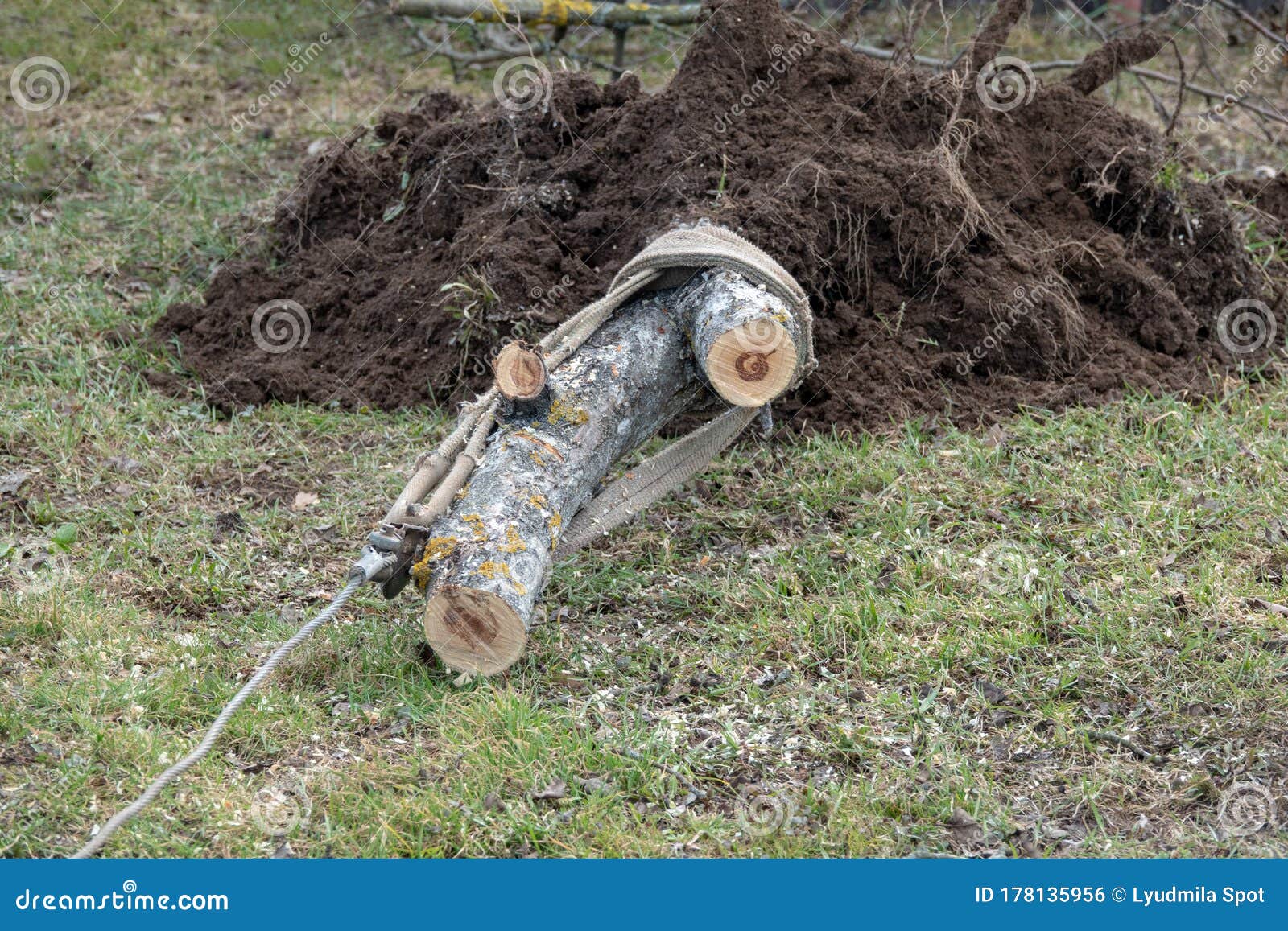 Uprooting an Apple Tree with a Rope Using a Machine Stock Photo - Image ...