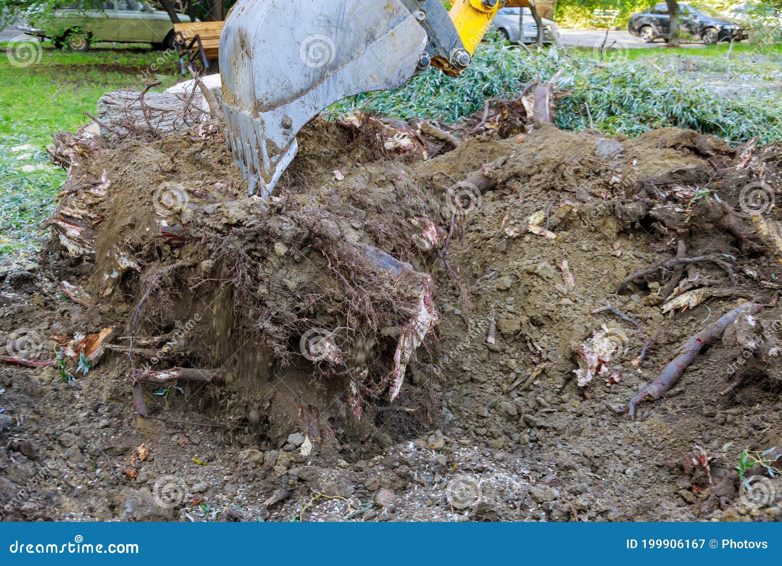 Uprooting a Large Stump Trees Using an Excavator Stock Image - Image of ...
