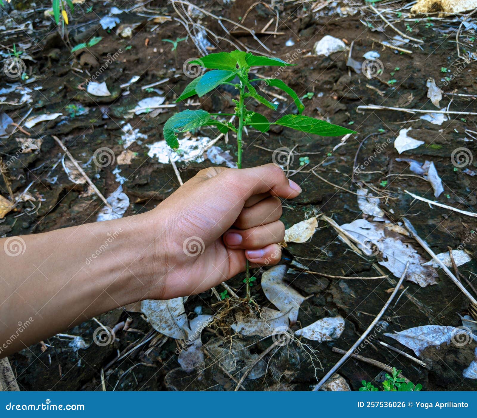 Uprooting Weeds. Weeds Pulled from the Ground. Hands Holding Wild ...