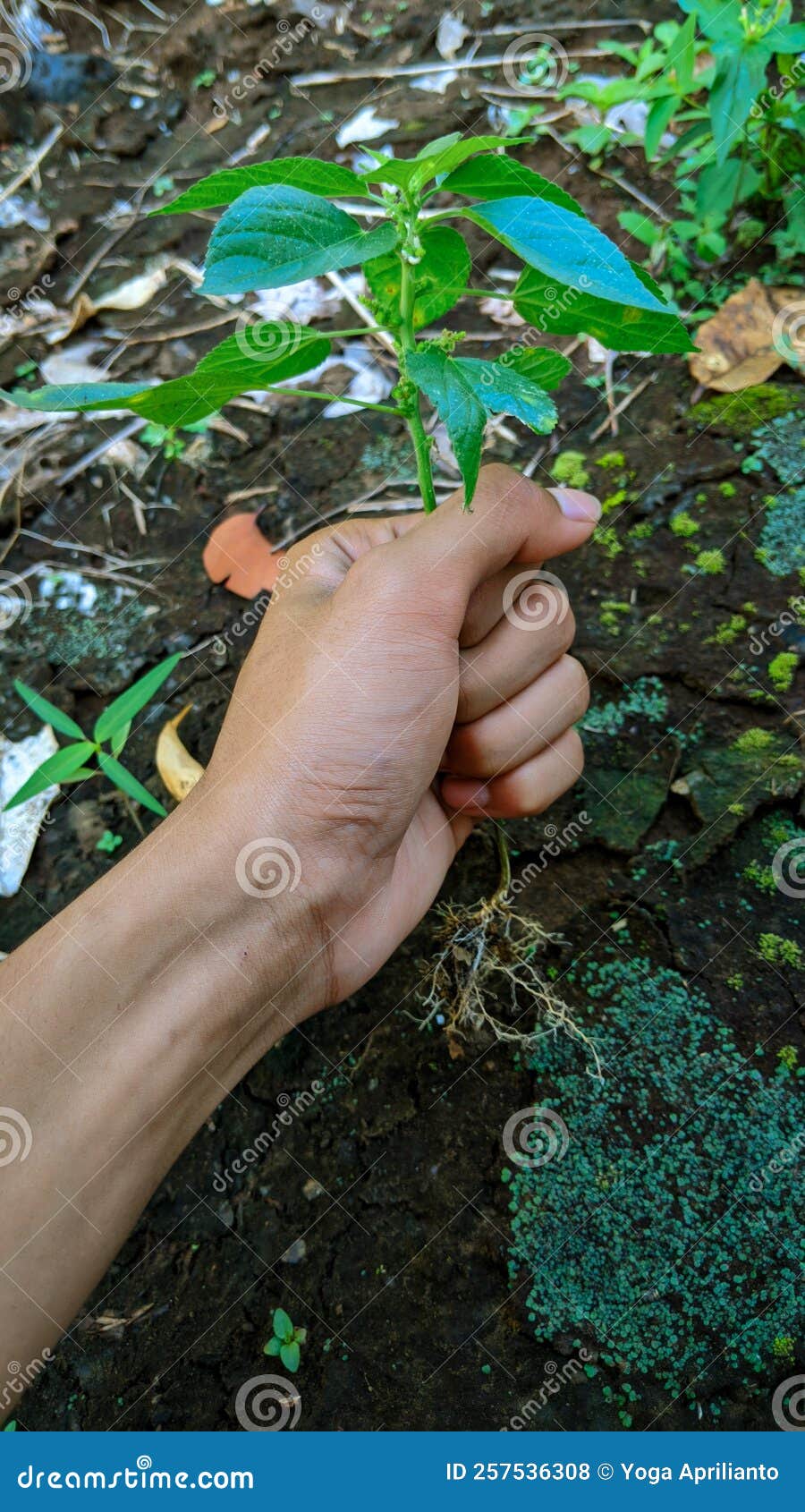 Uprooting Weeds. Weeds Pulled from the Ground. Hands Holding Wild ...