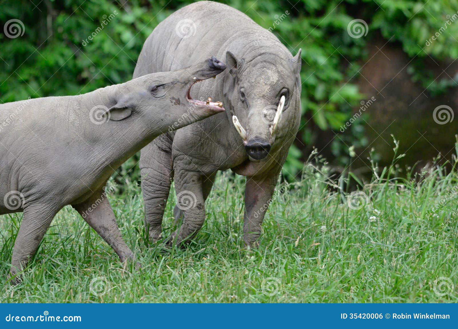 Upset babirusa stock photo. Image of noses, yell, pigs - 35420006