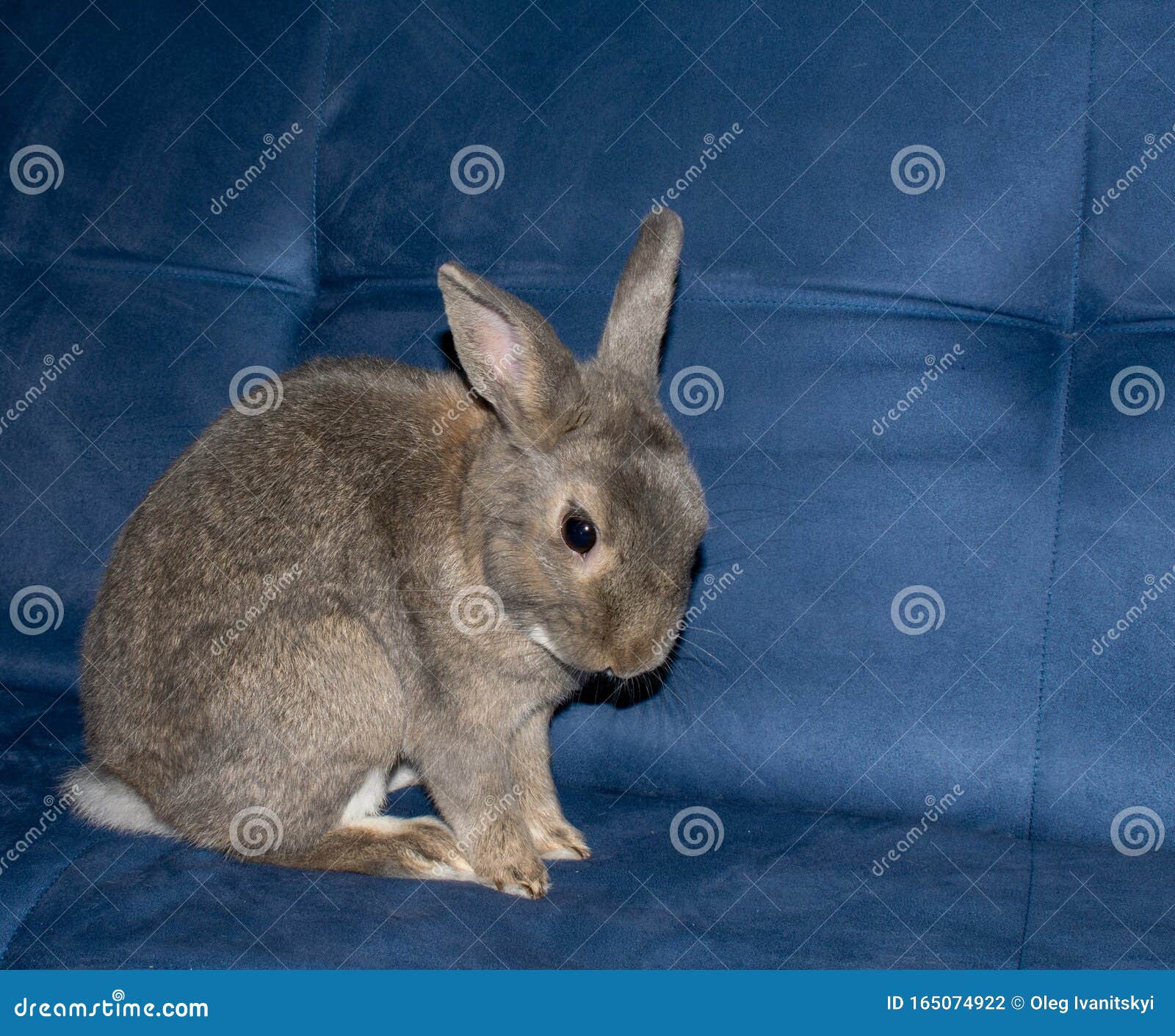 Upset Home Rabbit Sit on a Blue Sofa Stock Photo - Image of copy, front ...